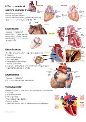 Anatomie wpo - Delen van het menselijk lichaam aangeduid - Atrium ...