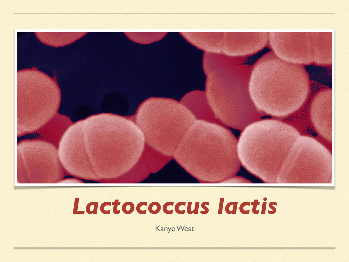Microbio term project - Lactococcus lactis Kanye West Lactococcus ...
