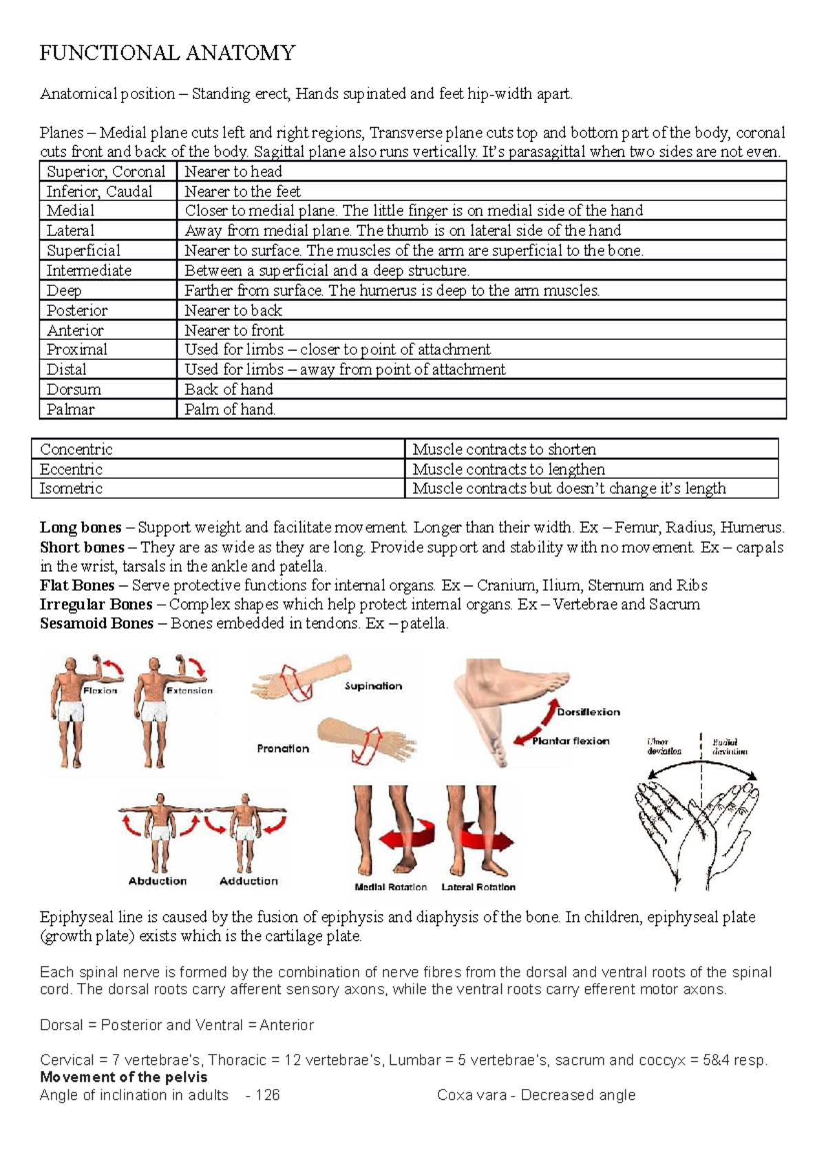 Functional Anatomy - full year notes - FUNCTIONAL ANATOMY Anatomical ...