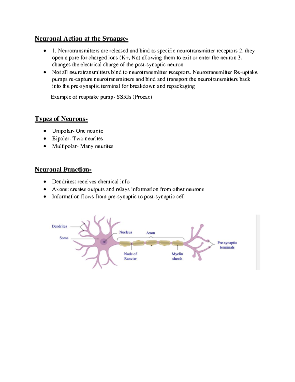 Bio Psych Midterm 1 Review - Neuronal Action at the Synapse ...
