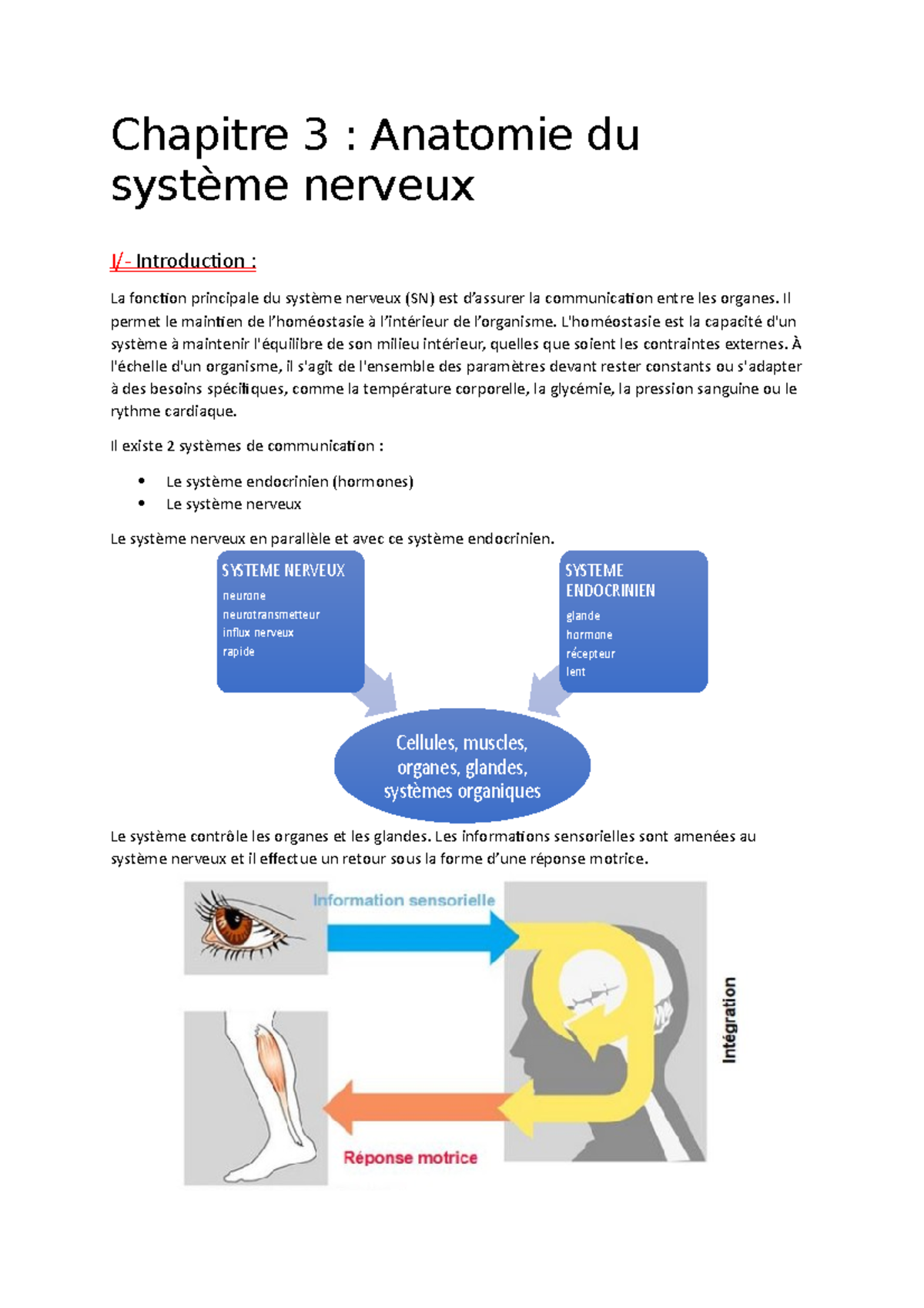 Chapitre 3 - L'anatomie du système nerveux - Cellules, muscles, organes ...