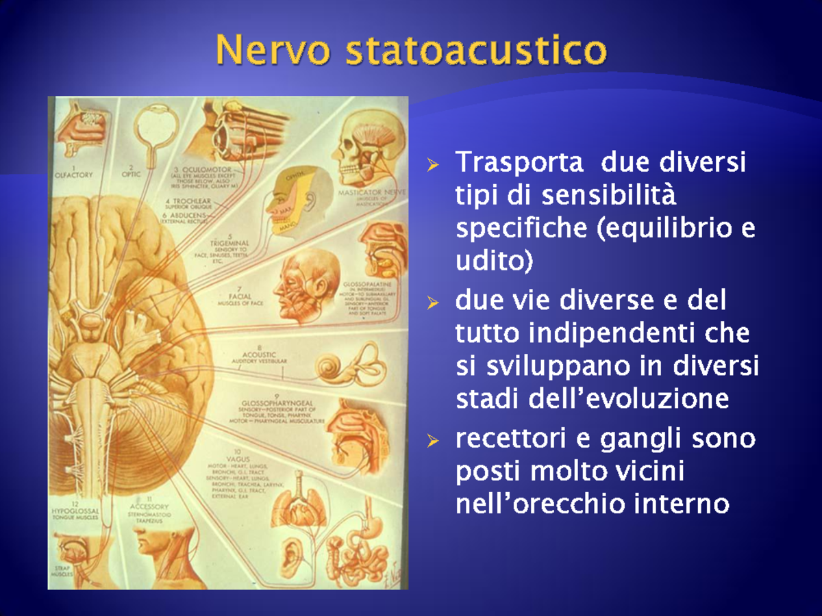 Appunti, lezione 1 - nervo statoacustico - l'orecchio - anatomia II ...