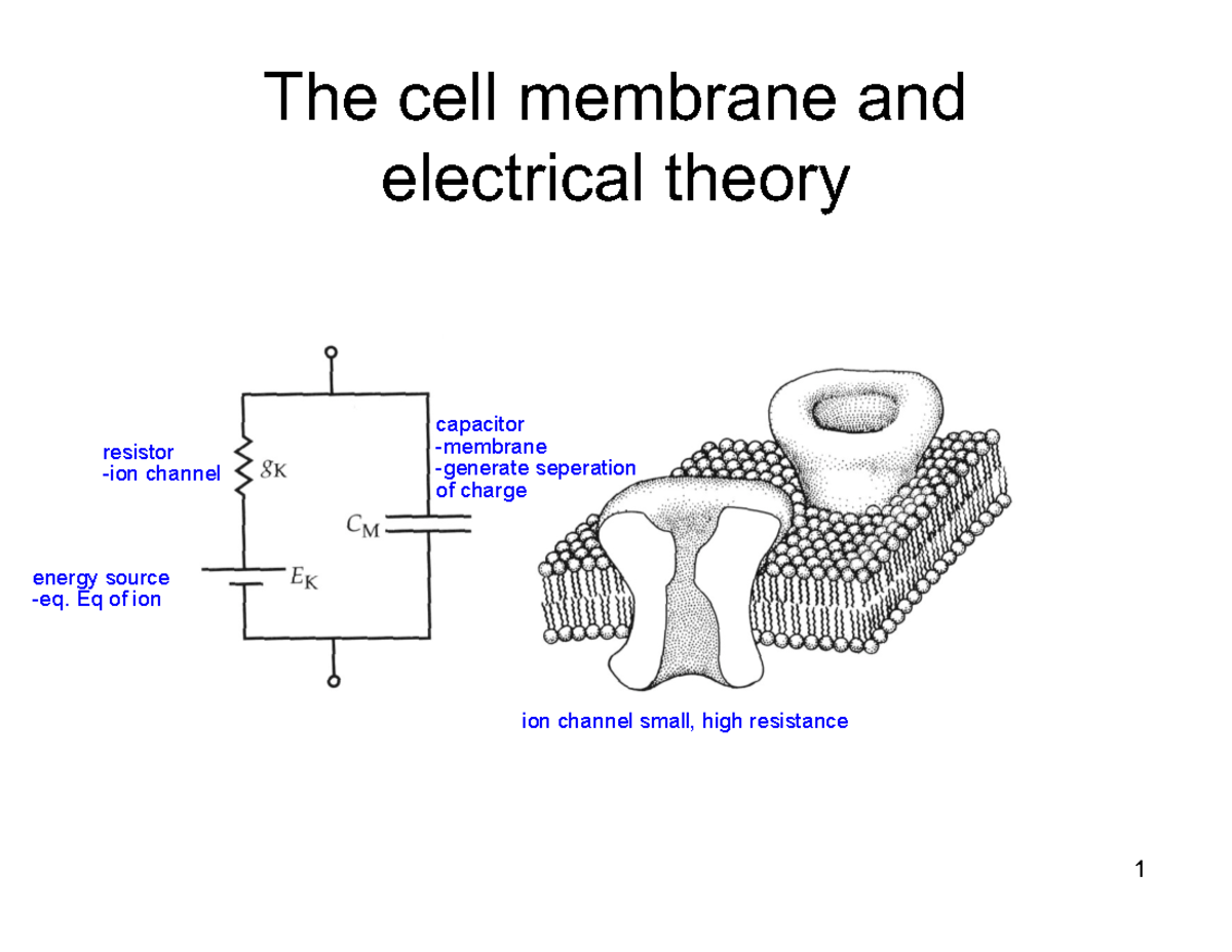 Mid 1 - 1 The cell membrane and electrical theory ion channel small ...