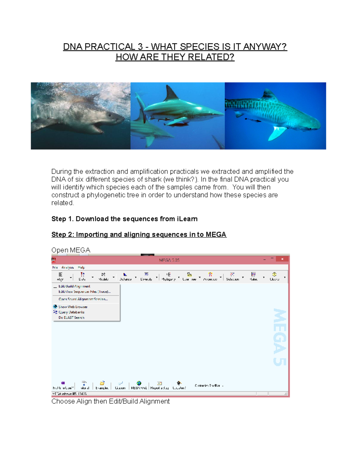 BIOL206 - Prac 3 - 'MEGA' Sequence Allignment - Genetics - DNA ...