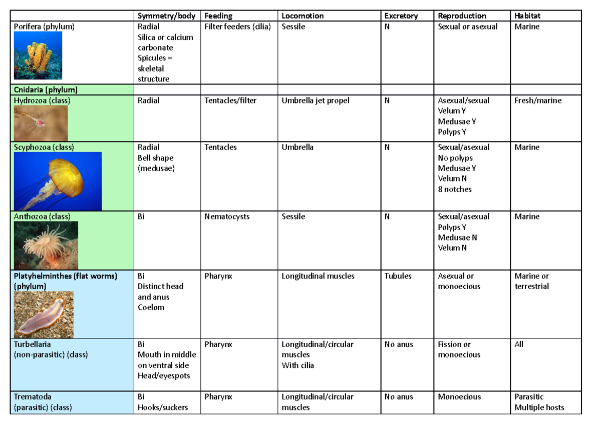 Invertebrate Exam Table and Notes - Symmetry/body Feeding Locomotion ...