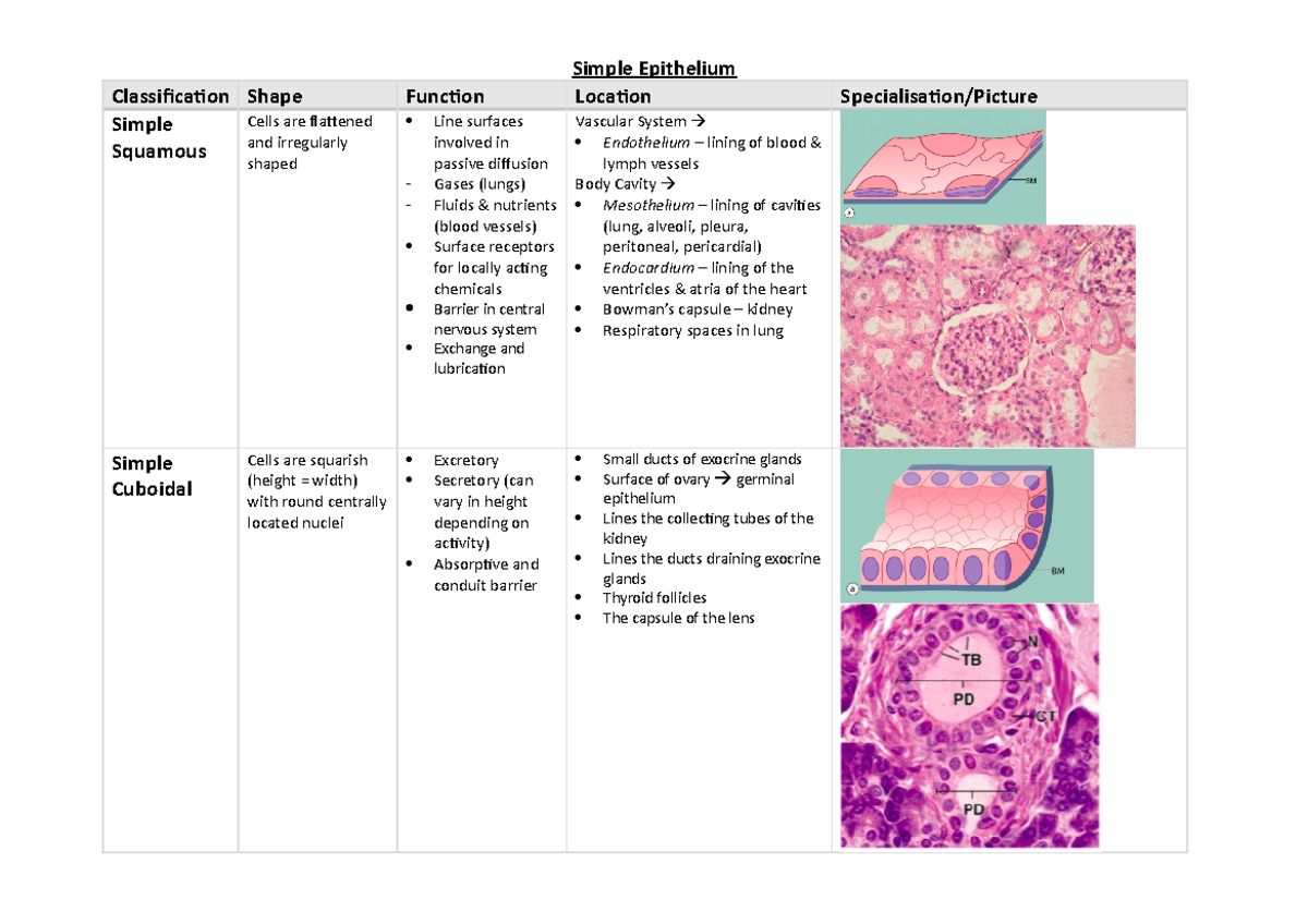 Epithelium Summary Table - Classificatio n Simple Squamous Shape ...
