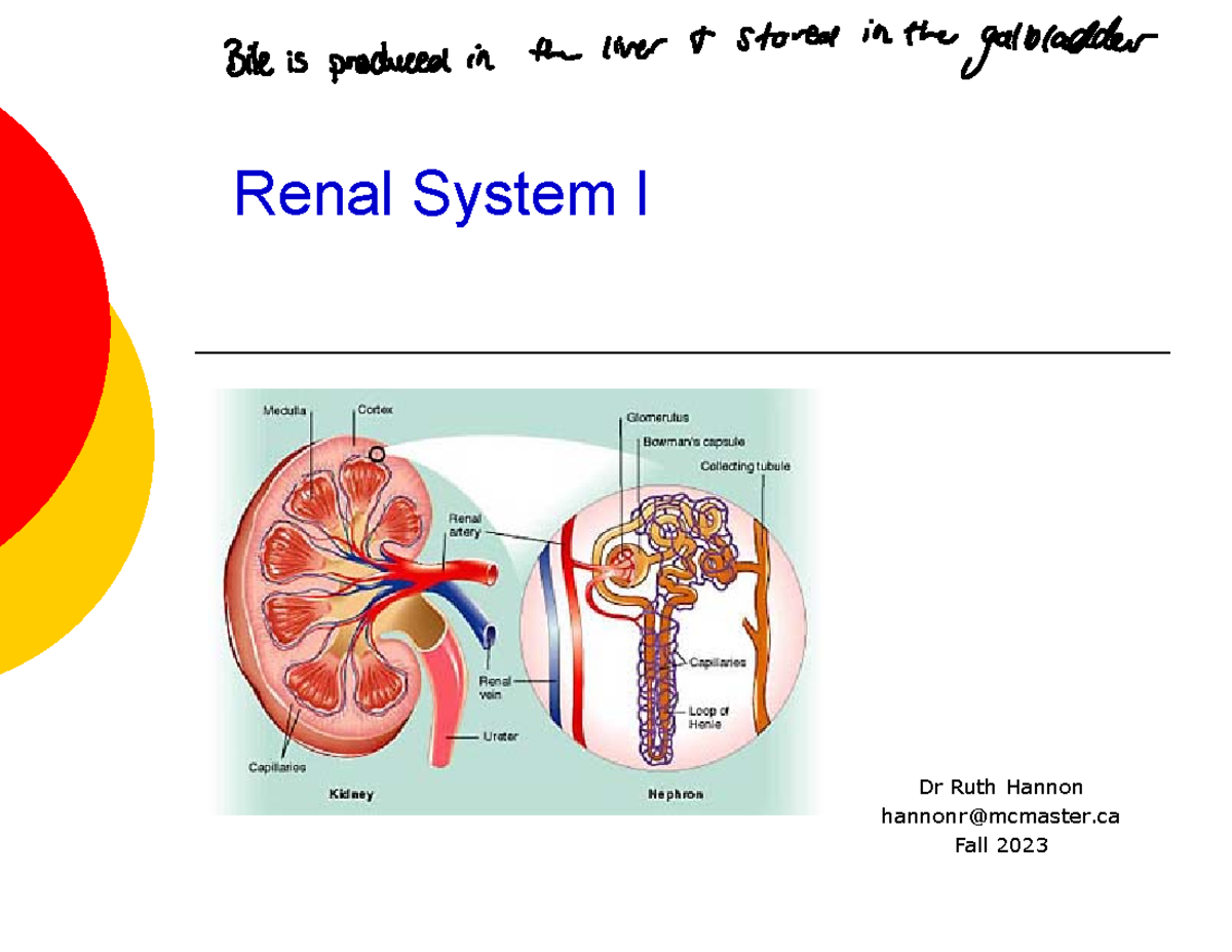 2023 Renal System I Handout-1 - Renal System I Dr Ruth Hannonhannonr ...
