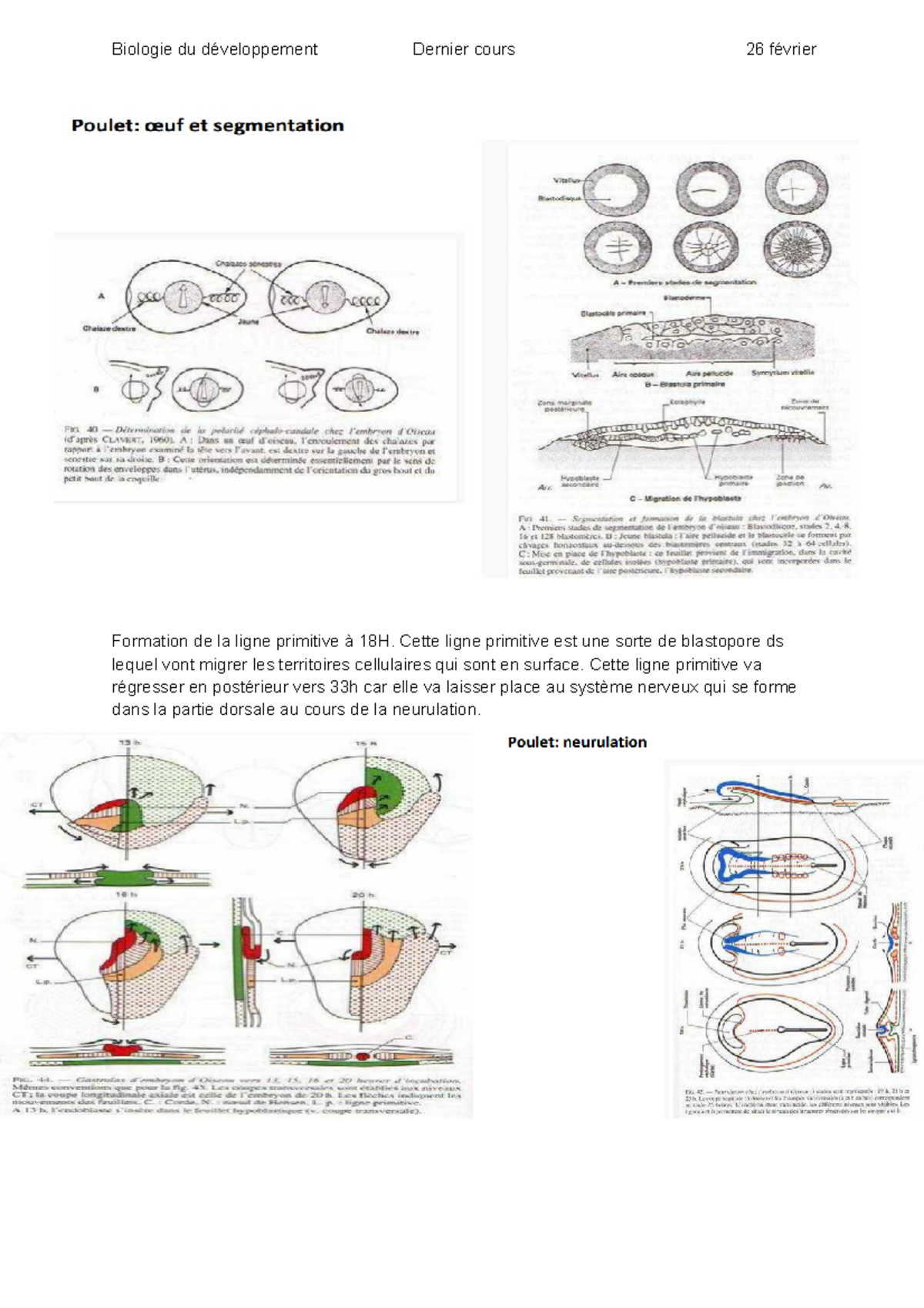 Cours 11 biodev L3S6 - Formation de la ligne primitive à 18H. Cette ...