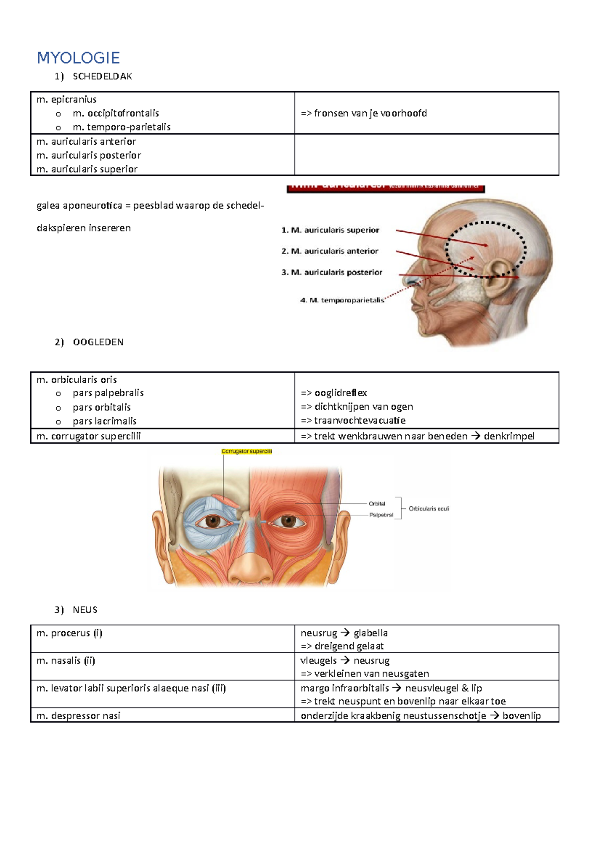 Myologie - menselijke anatomie (capita selecta) - MYOLOGIE 1 ...