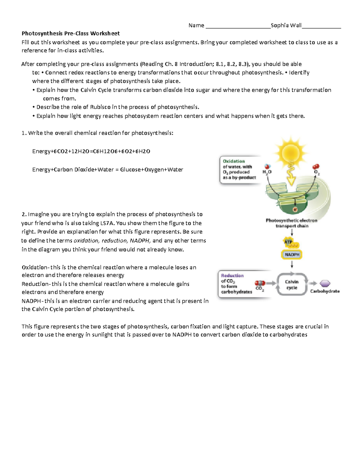 Week 4b Photosynthesis - Name ________Sophia Wall Photosynthesis Pre ...