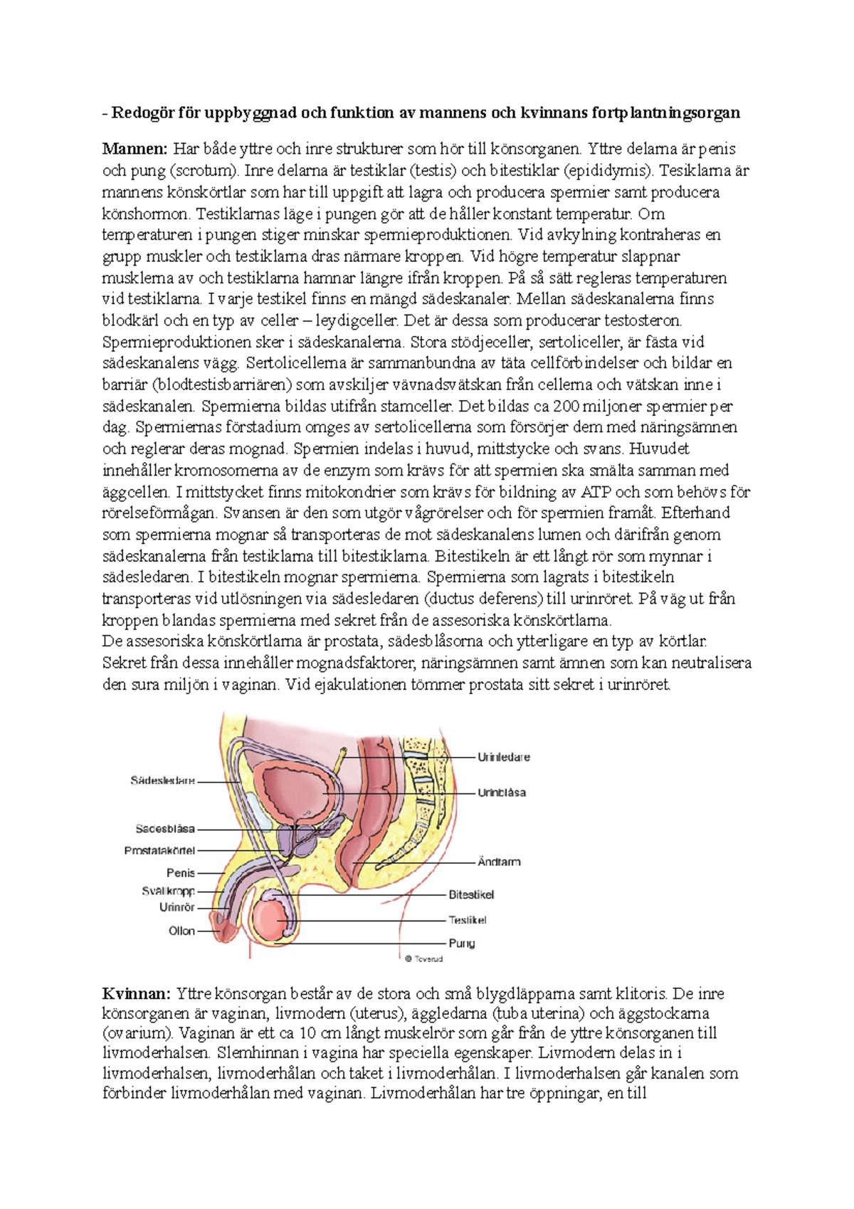 Reproduktionsorganen - Redogör för uppbyggnad och funktion av mannens ...