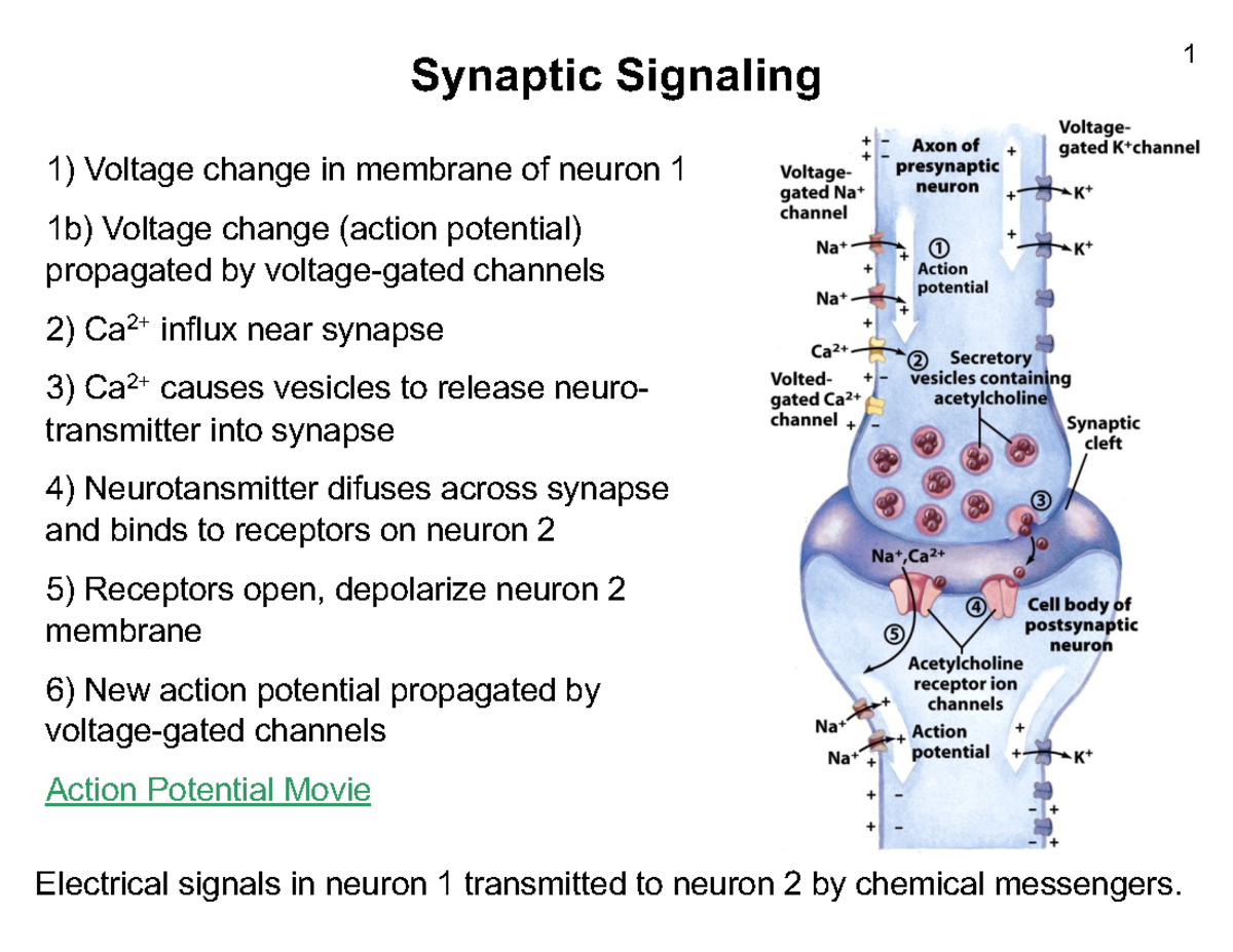 Chem251 S18 Lecture 13 Supplement - Synaptic Signaling 1 ...