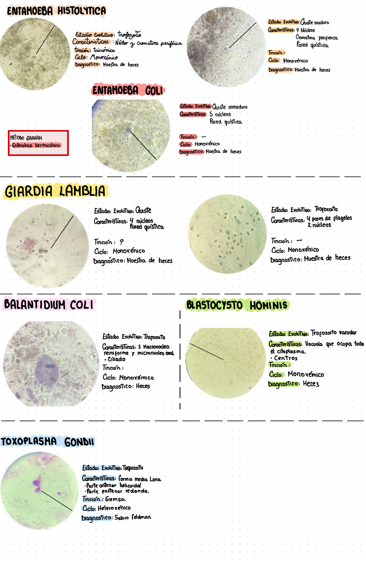 Parasito PRAC - Exam. parcial - ENTAMOEBA HISTOLYTICA Estadio Evolutivo ...