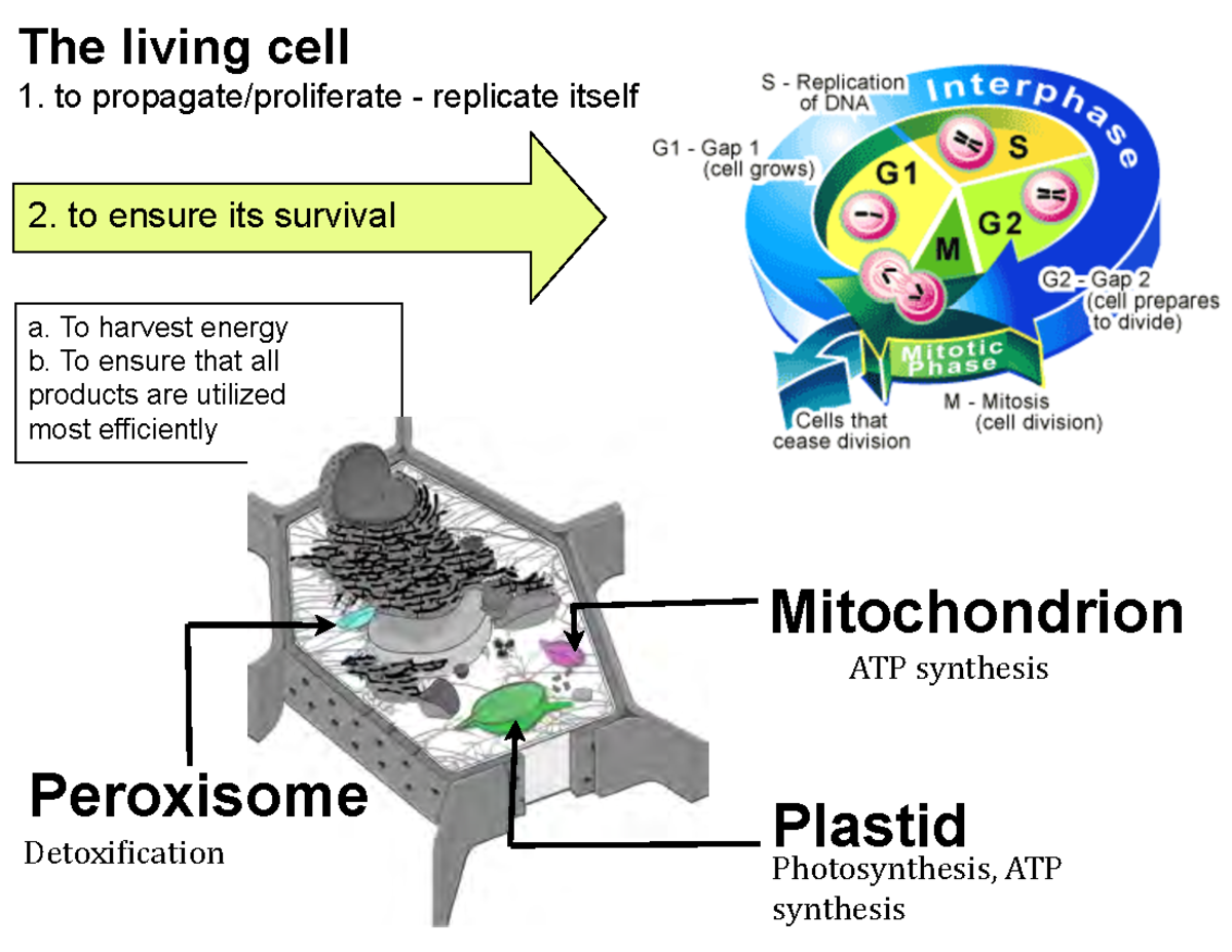 Lecture 8 chloroplasts - The living cell to propagate/proliferate ...