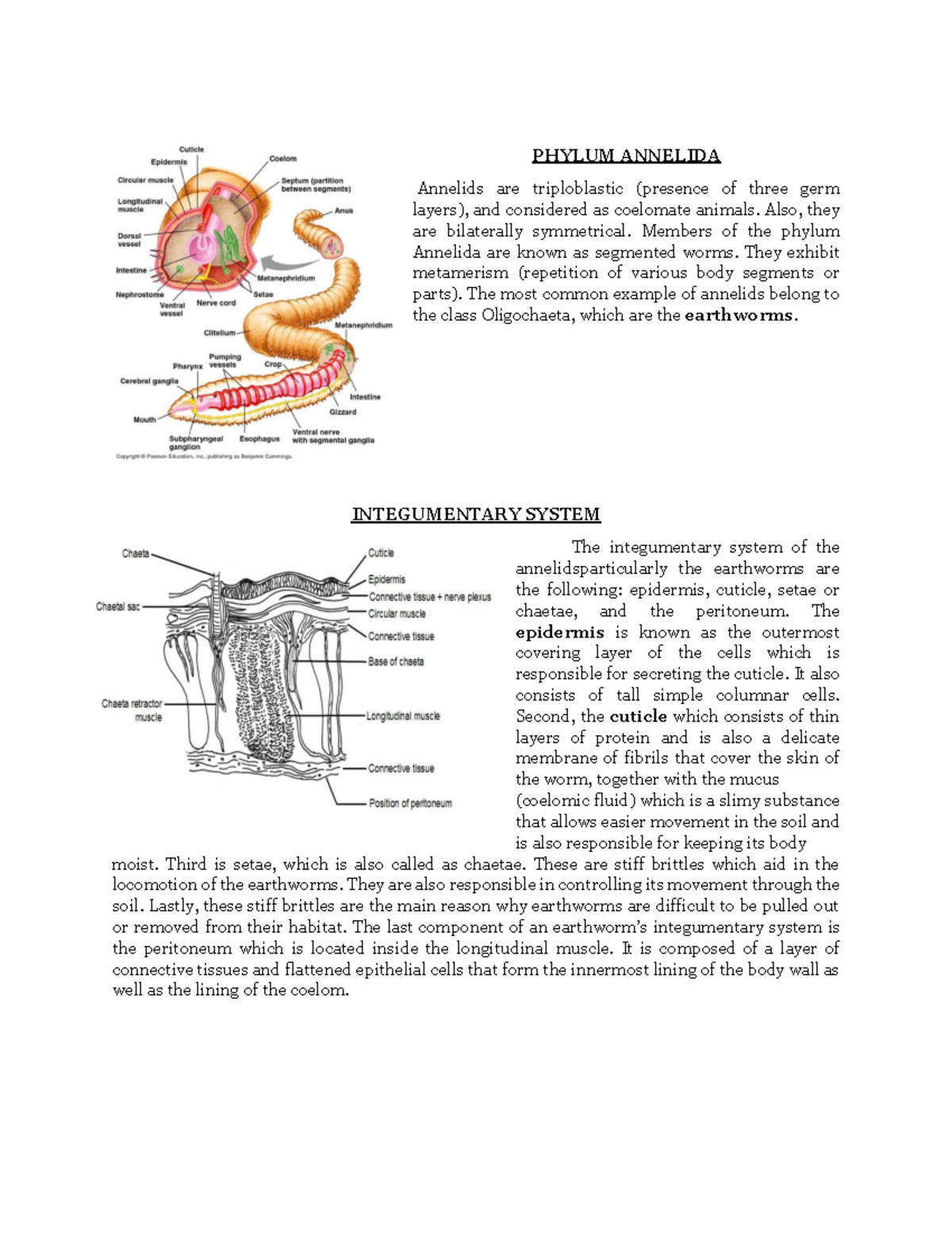 Phylum Annelida - PHYLUM ANNELIDA Annelids are triploblastic (presence of three germ layers ...