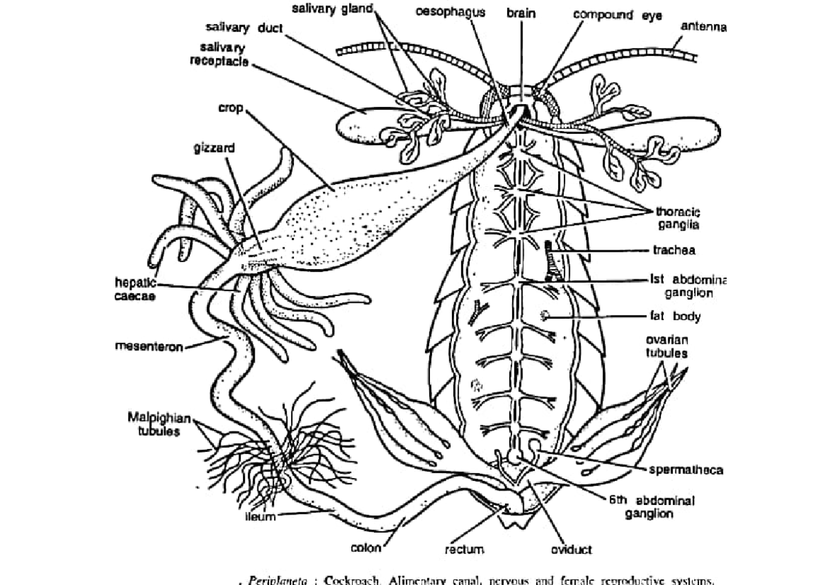 Anatomy of cockroach - salivary gland oesophagus brain compound eye ...