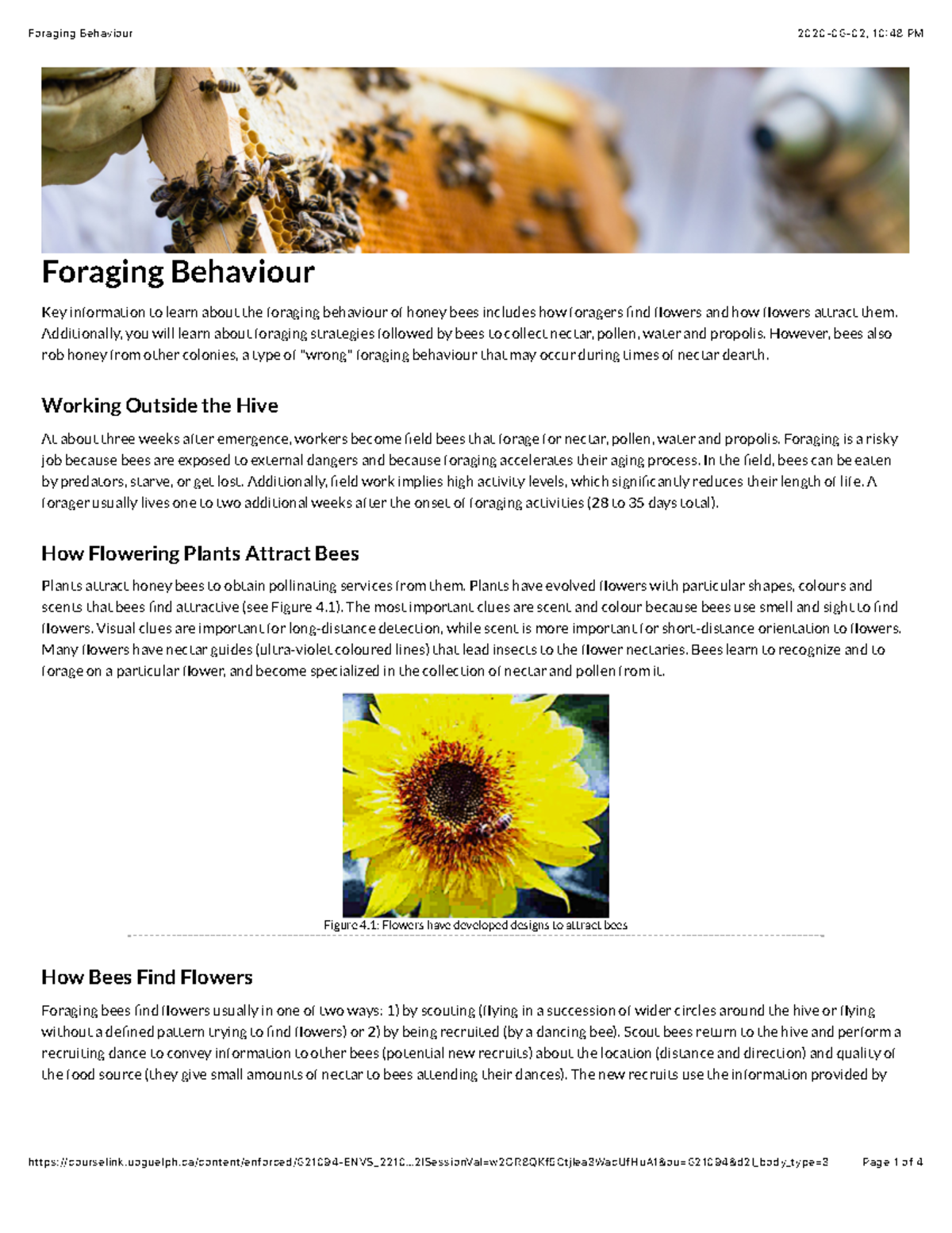 [4.1] Foraging Behaviour - Key information to learn about the foraging ...