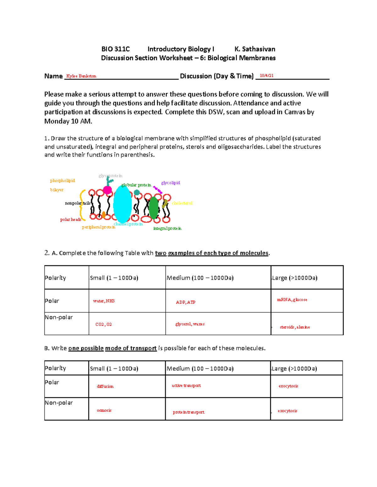 Discussion Worksheet 6 - BIO 311C Introductory Biology I K. Sathasivan ...