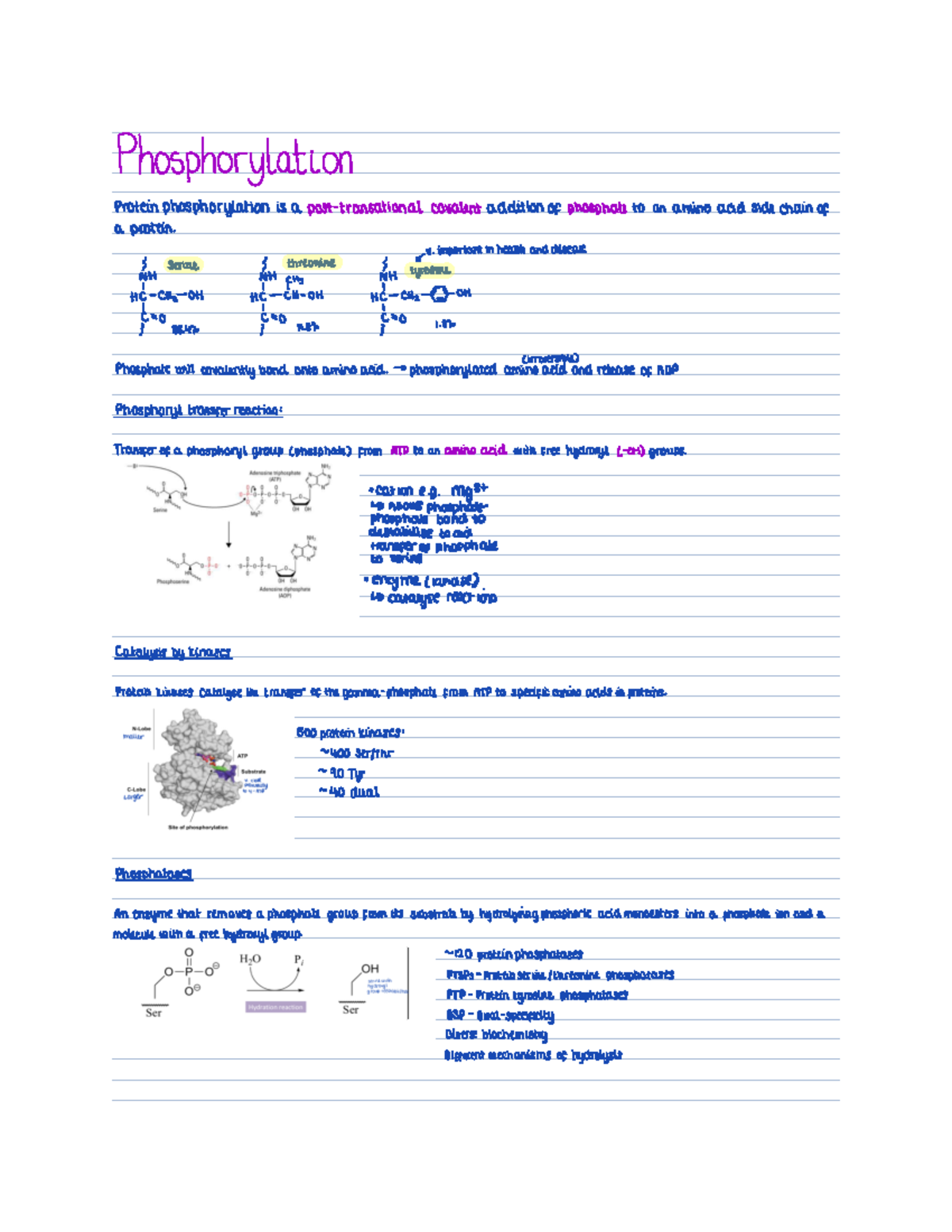 3. Phosphorylation notes - Phosphorylation protein phosphorylationis ...