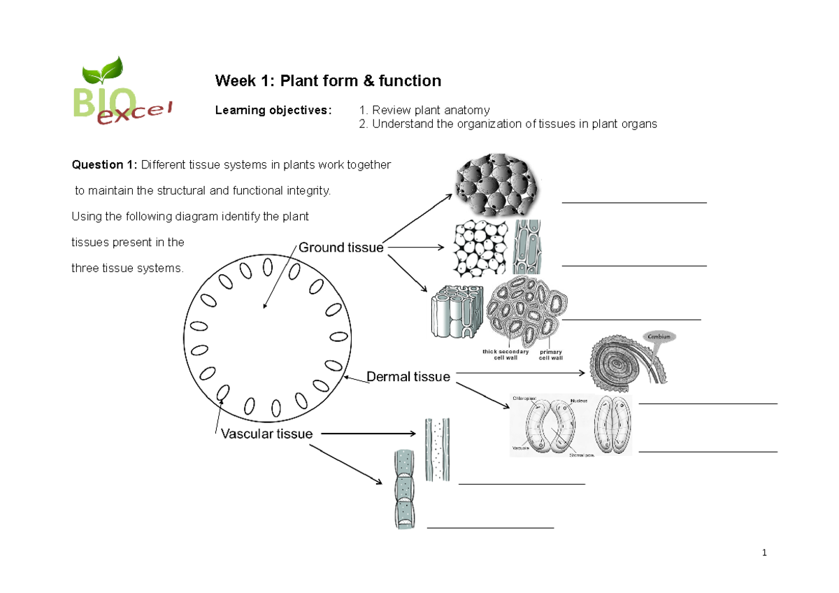Tut1 student ENG - Extra exercises - Week 1: Plant form & function ...