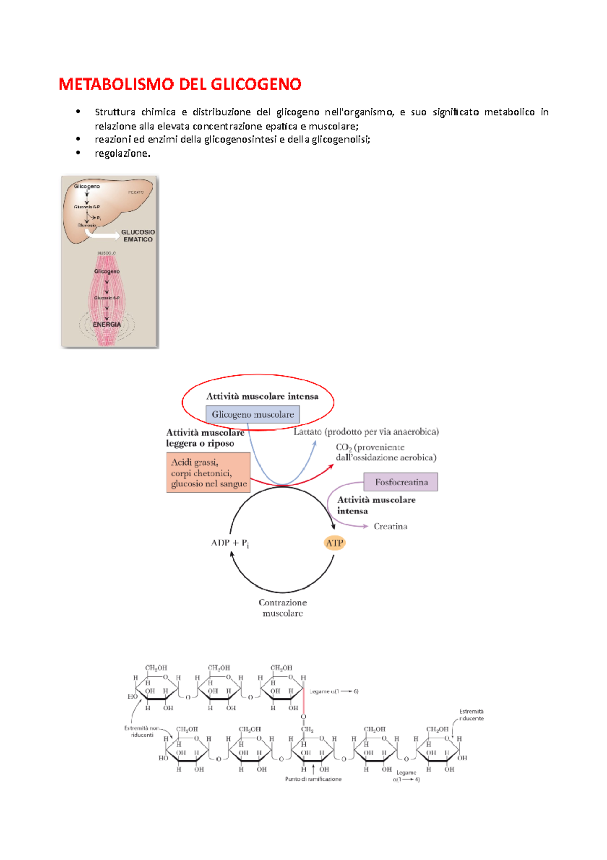 Metabolismo del glicogeno - METABOLISMO DEL GLICOGENO Struttura chimica ...