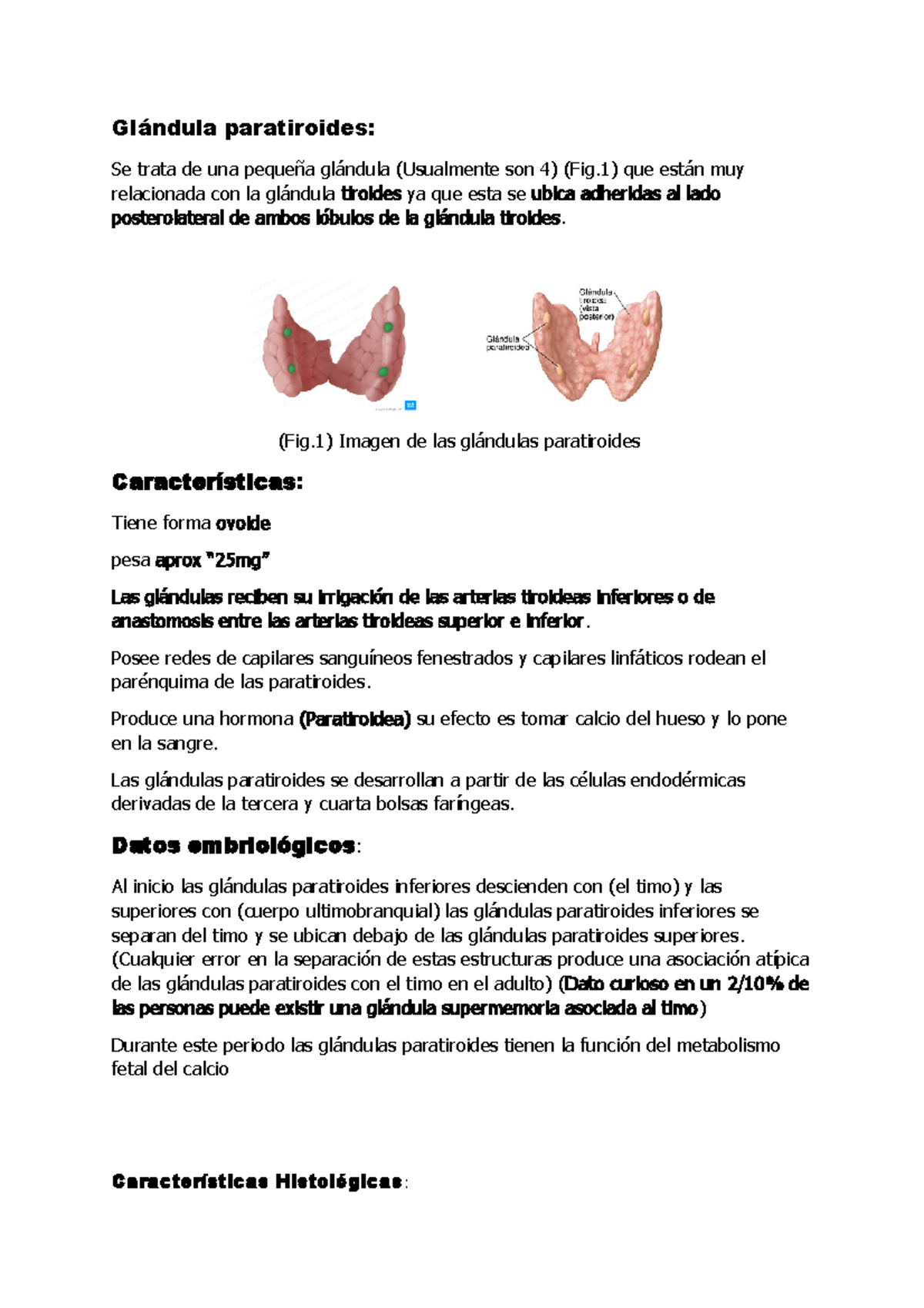 Guía de glándula paratiroides Histología - Glándula paratiroides: Se ...