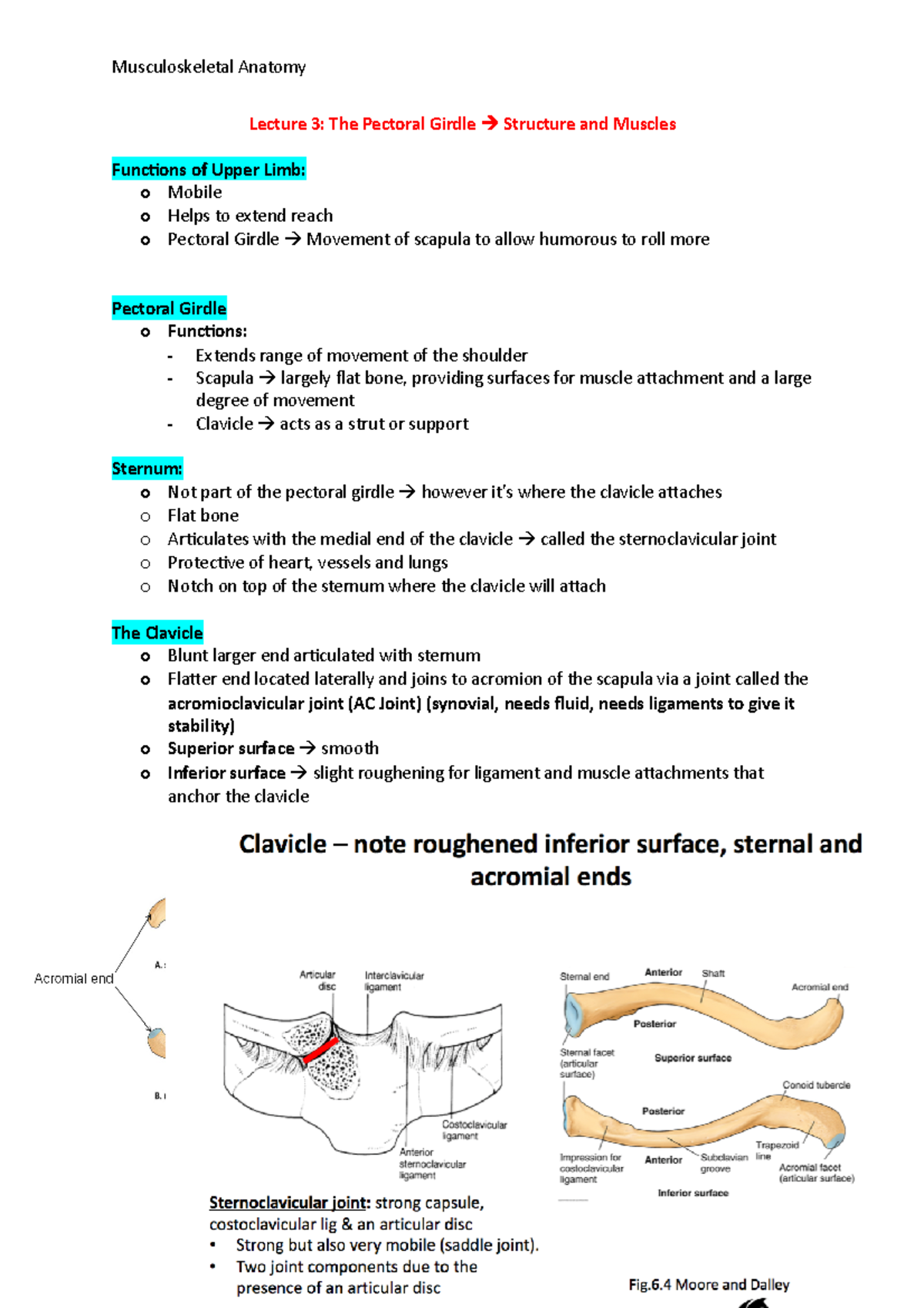 Pectoral Girdle Notes - Lecture 3: The Pectoral Girdle Structure and ...