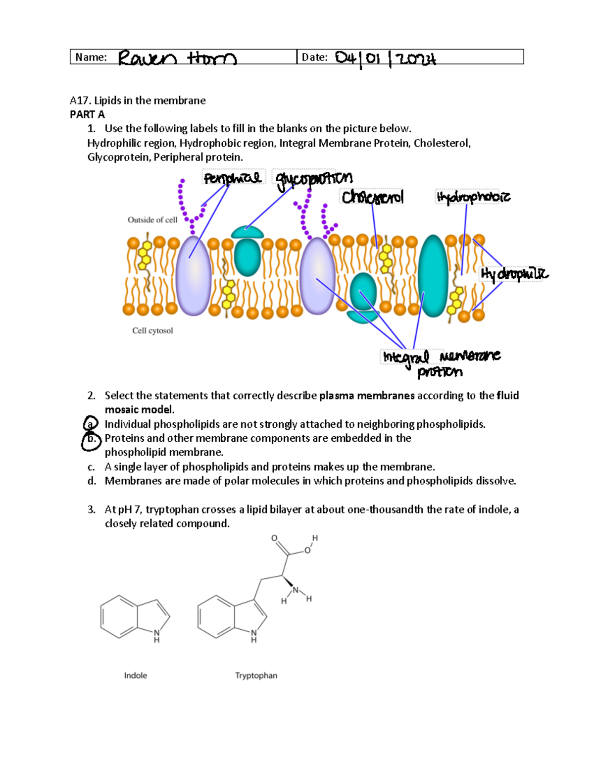 A17 Lipids+in+the+membrane - Name: Date: A17. Lipids in the membrane ...