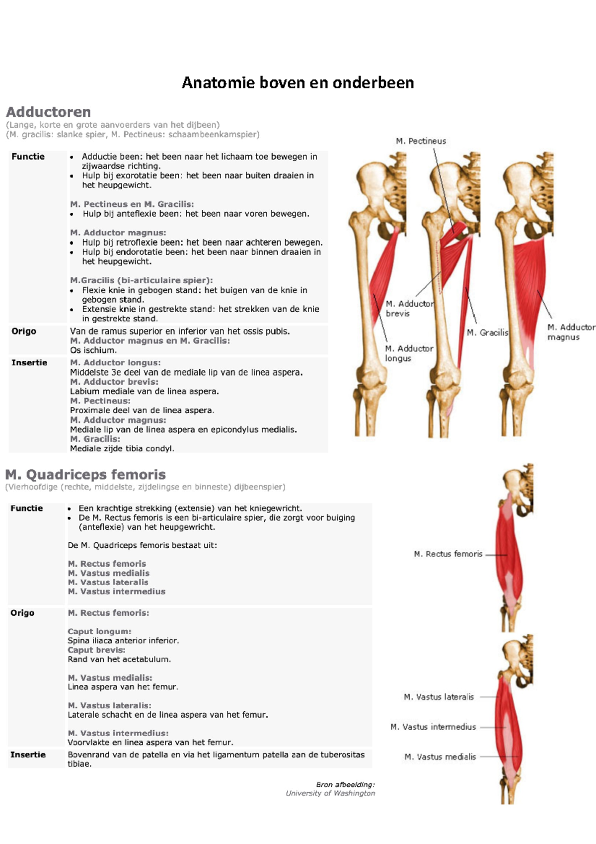 Anatomie start boven en onderbeen - Anatomie/fysiologie - Anatomie ...