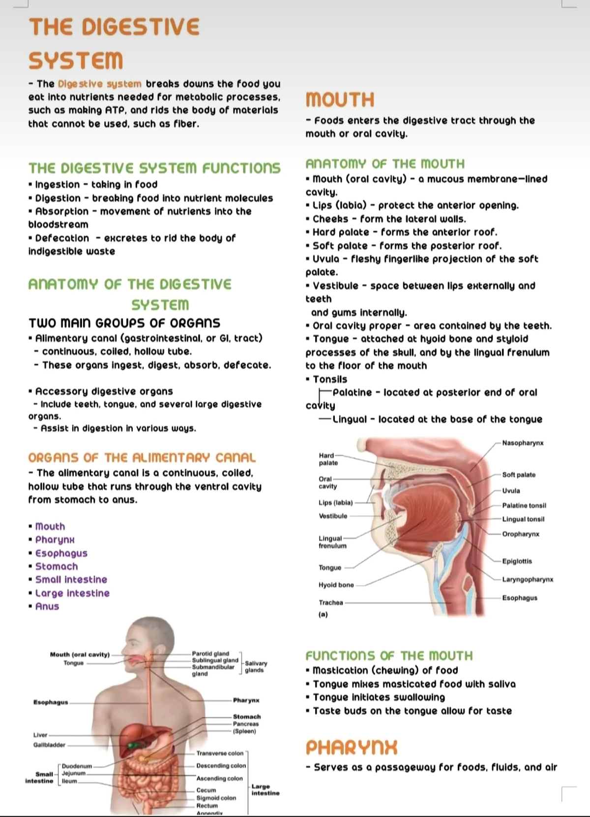 Digestive - Bsbbxbsbs - THE DIGESTIVE SYSTEM The Digestive system ...