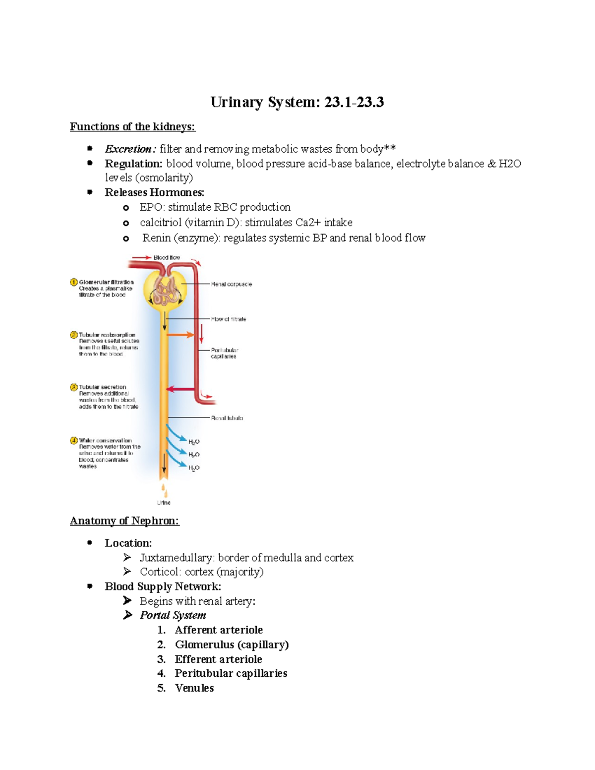 Urinary System Outline - Urinary System: Functions of the kidneys ...