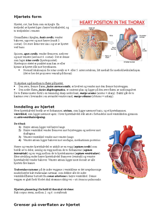 Thorax - anatomi - THORAX ANATOMI Thorax = brystkassen Består av ...