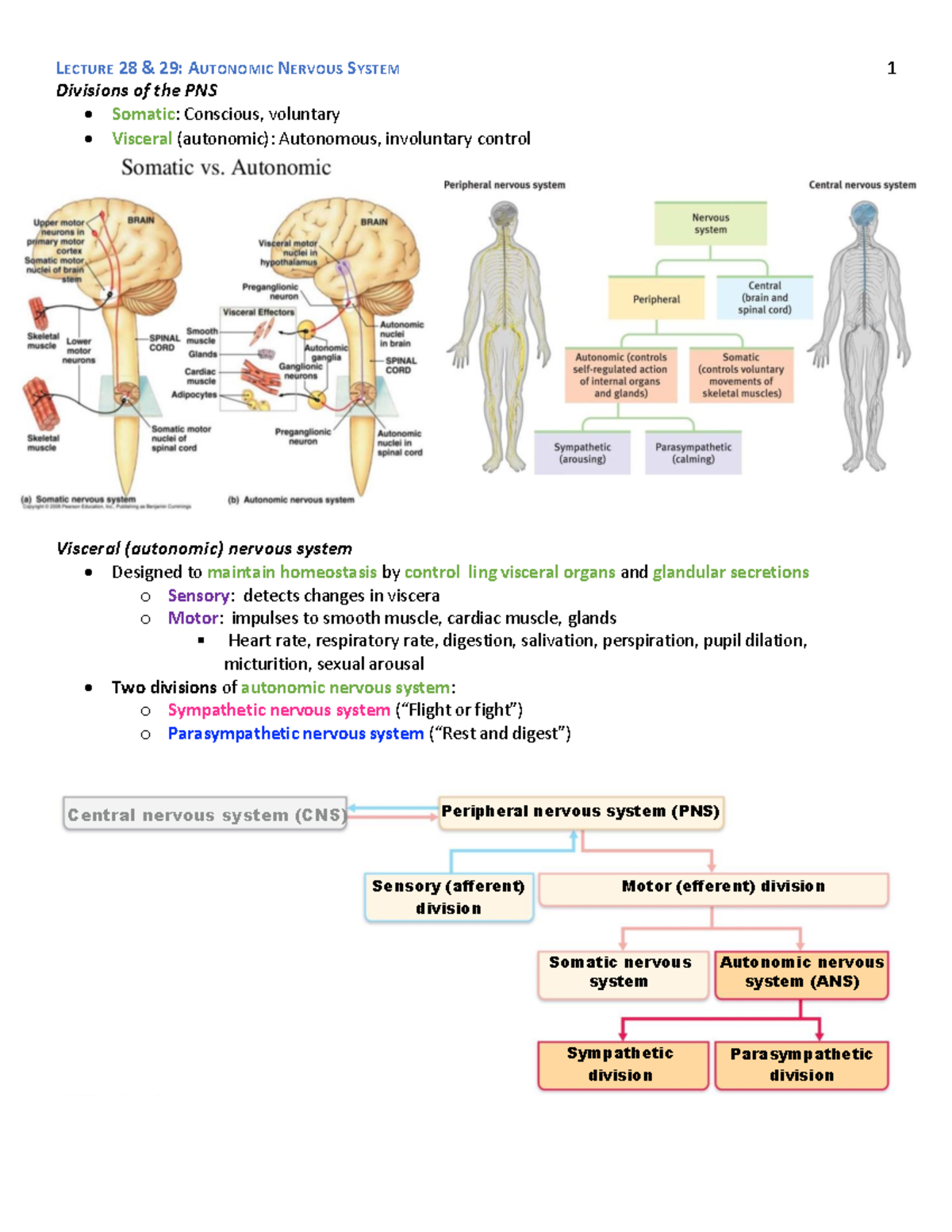Lecture 28 29- Autonomic Nervous System - Divisions of the PNS ...
