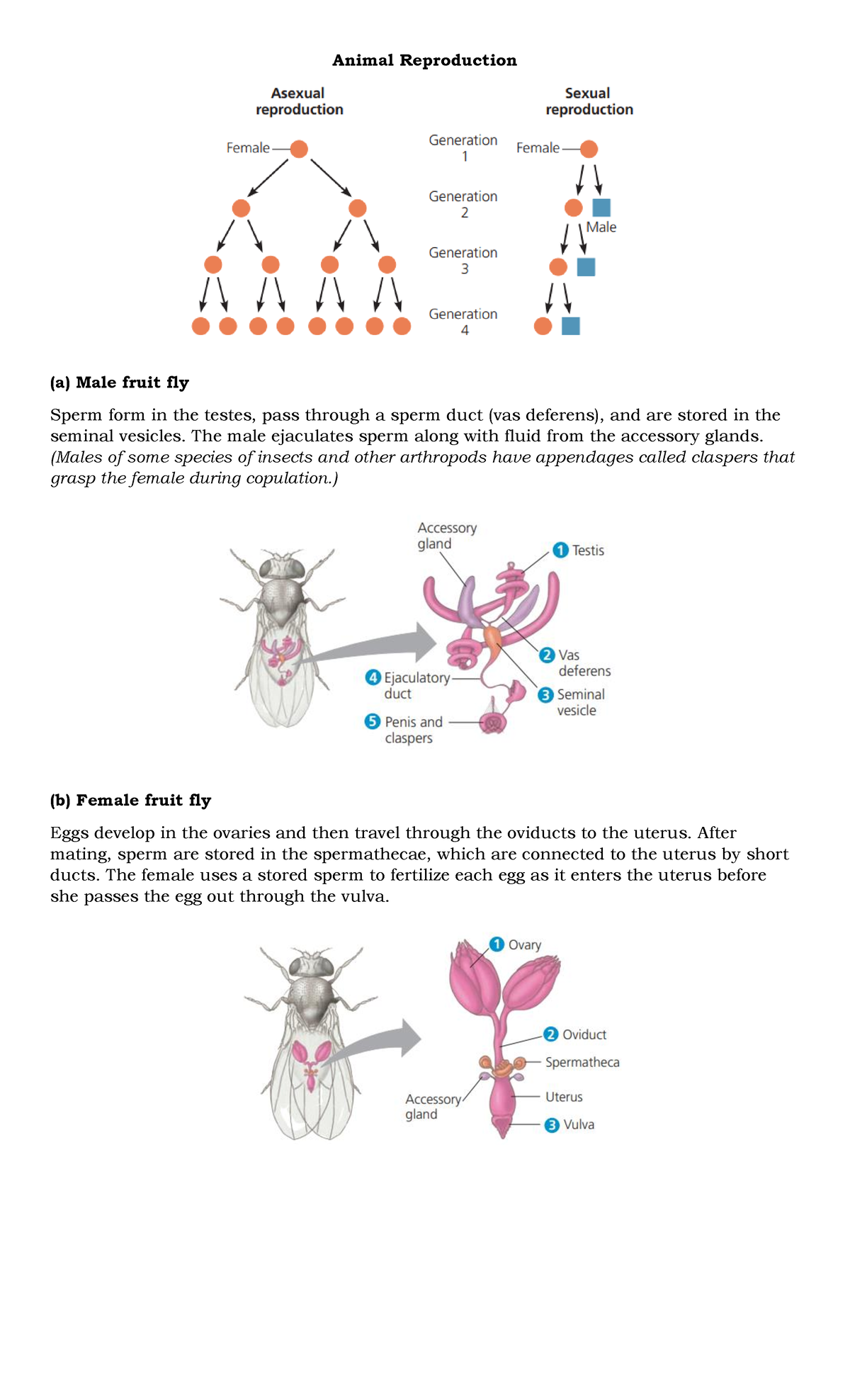 Animal Reproduction Module 2 - Animal Reproduction (a) Male fruit fly ...