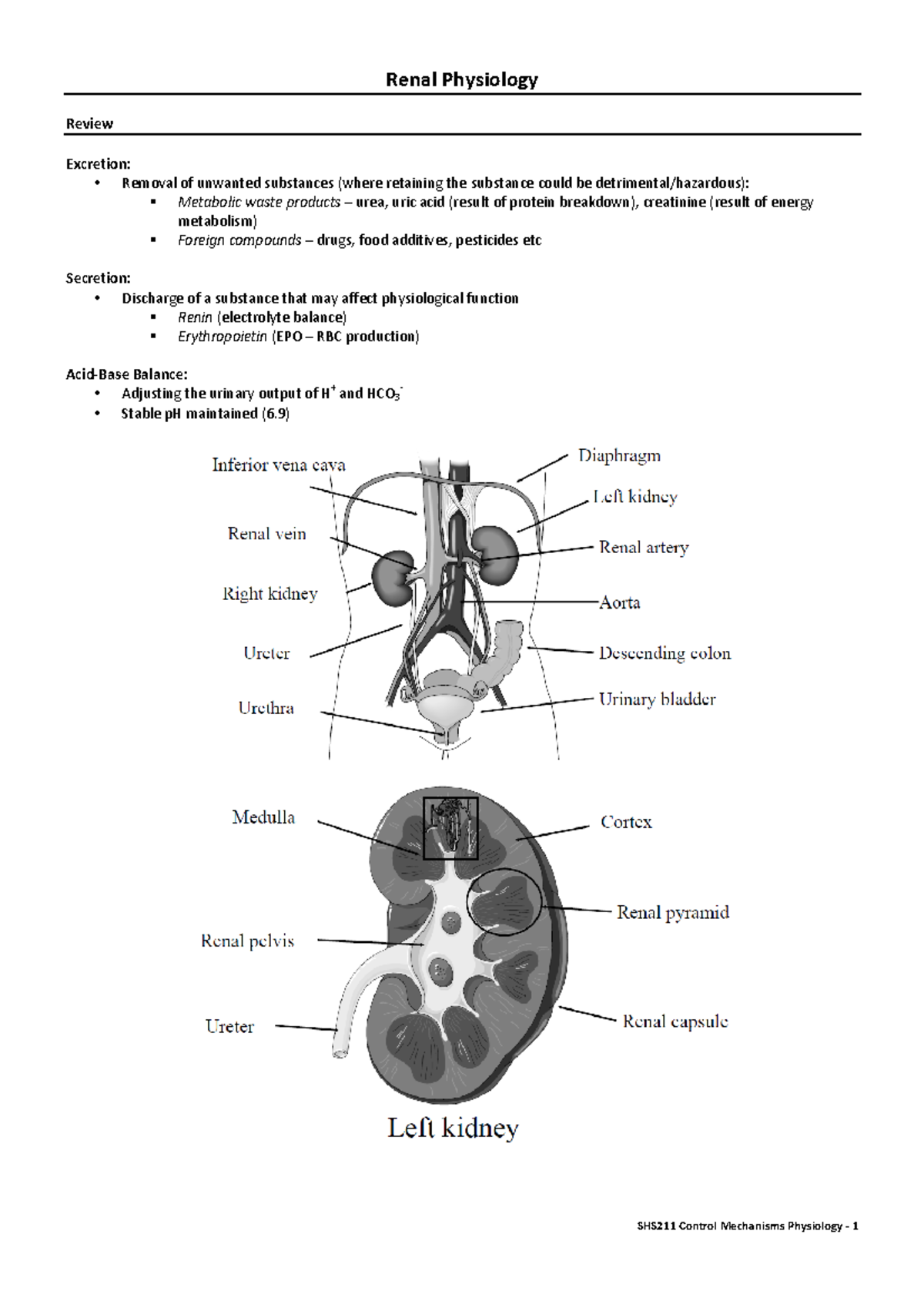 Summary - Renal Physiology - book "Medical Physiology", lecture - Renal ...