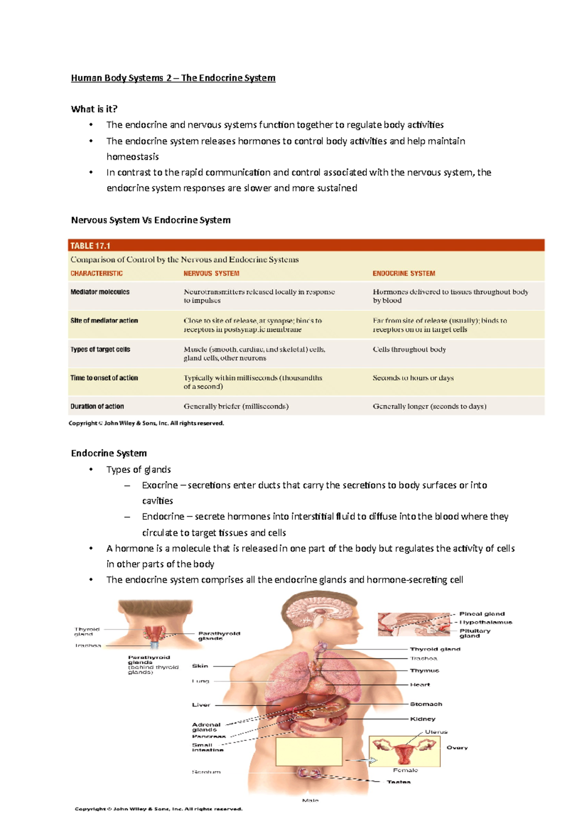 Week 1 - Endocrine System - Human Body Systems 2 – The Endocrine System ...
