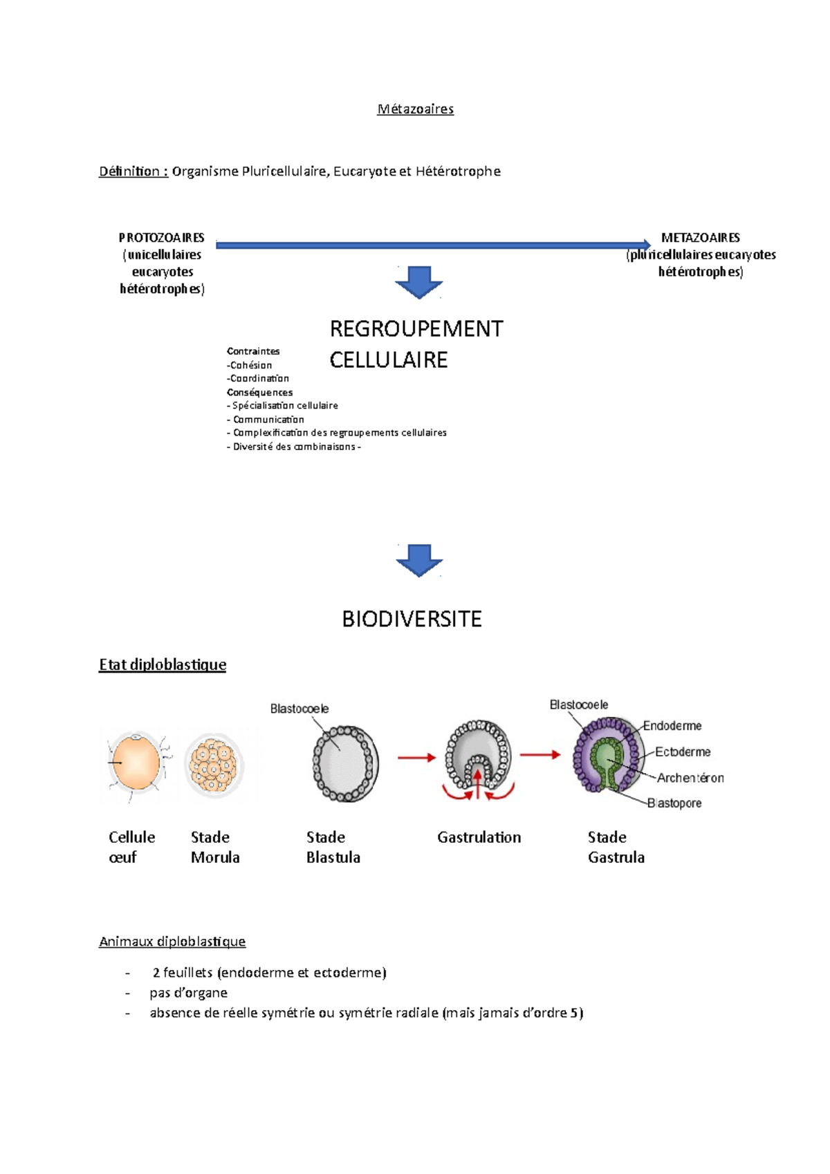 Fiche Métazoaires - Métazoaires Définition : Organisme Pluricellulaire ...