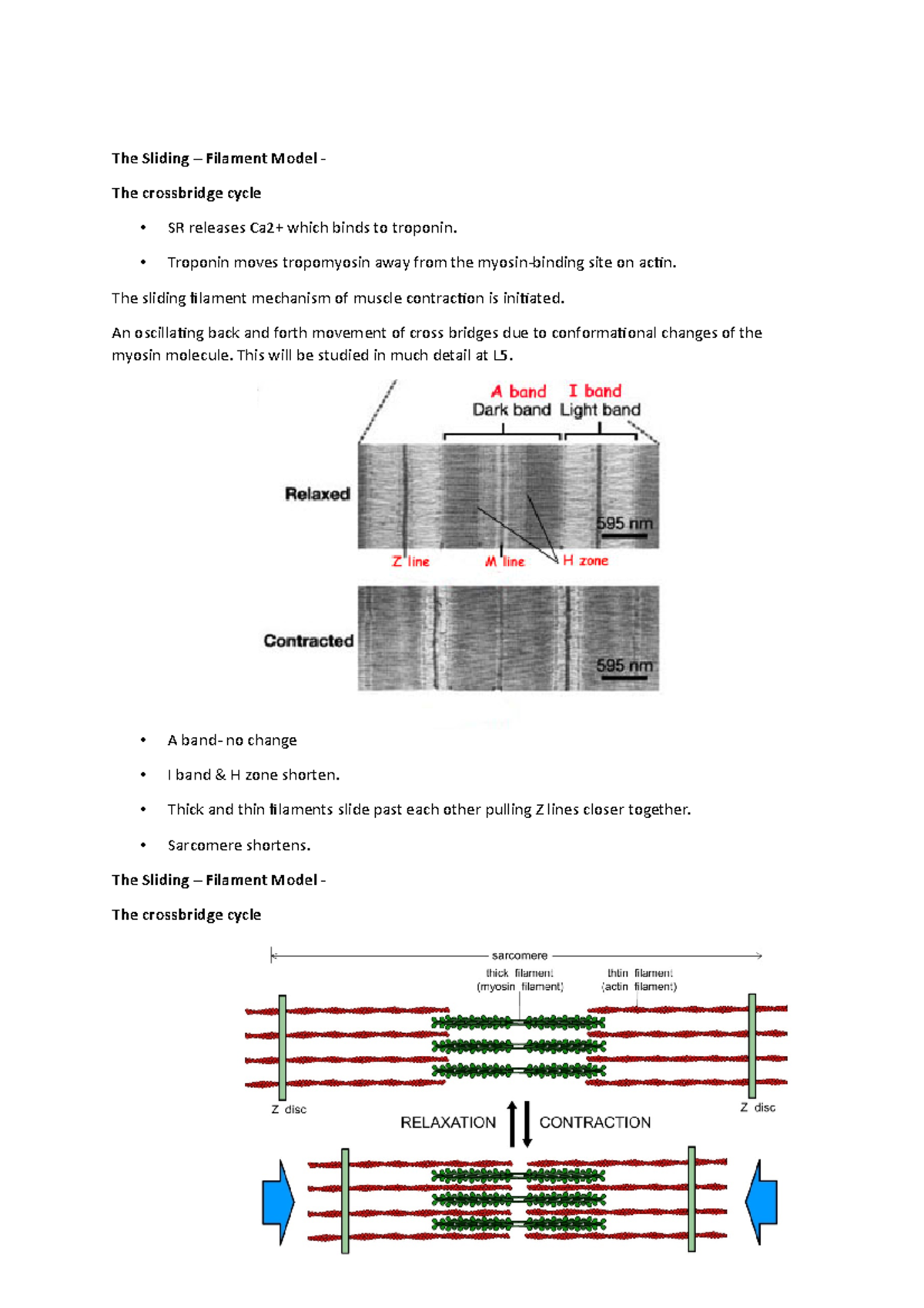Bio Note 55 - Lecture notes 3-6 - The Sliding – Filament Model - The ...