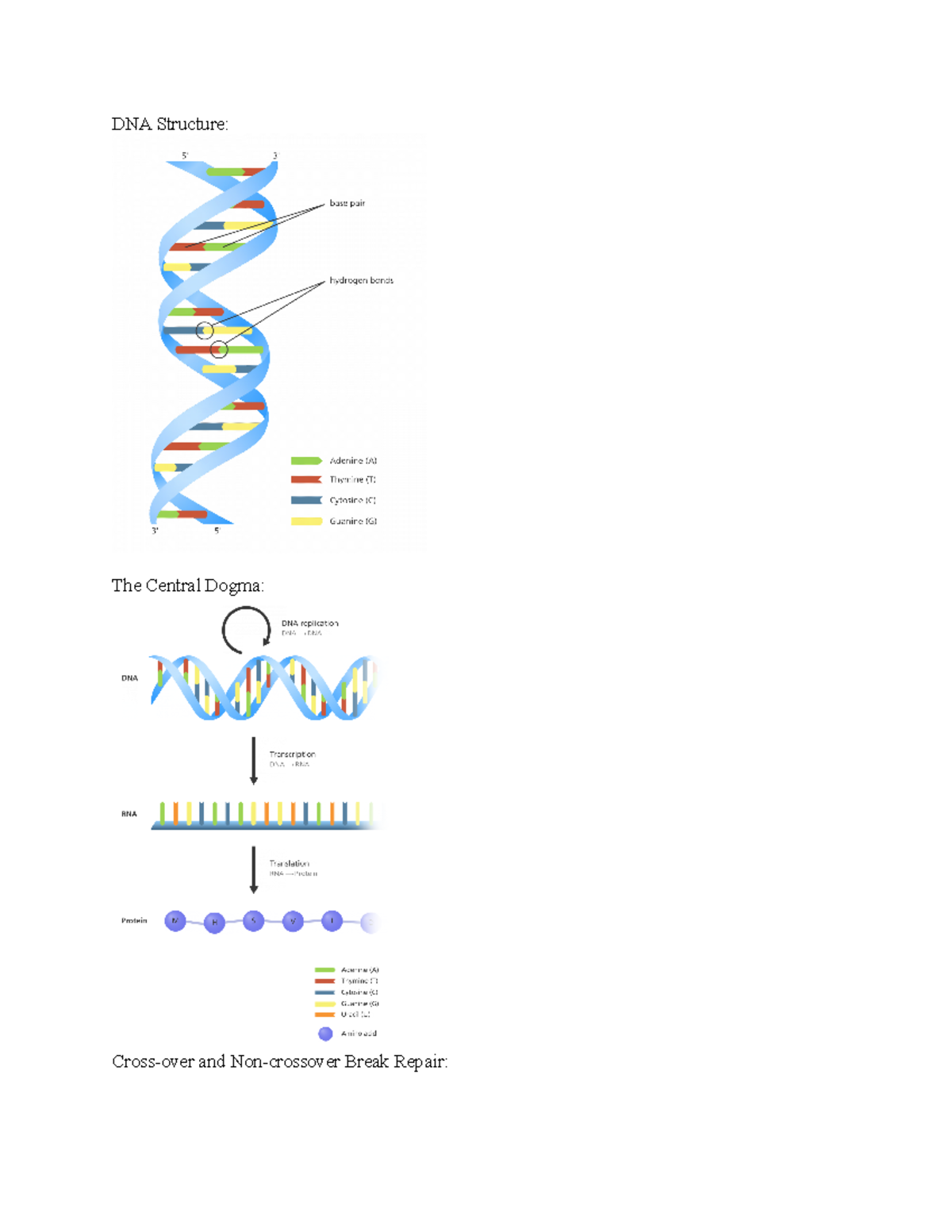 Diagrams for Exam 2 - BSCI330 - DNA Structure: The Central Dogma: Cross ...