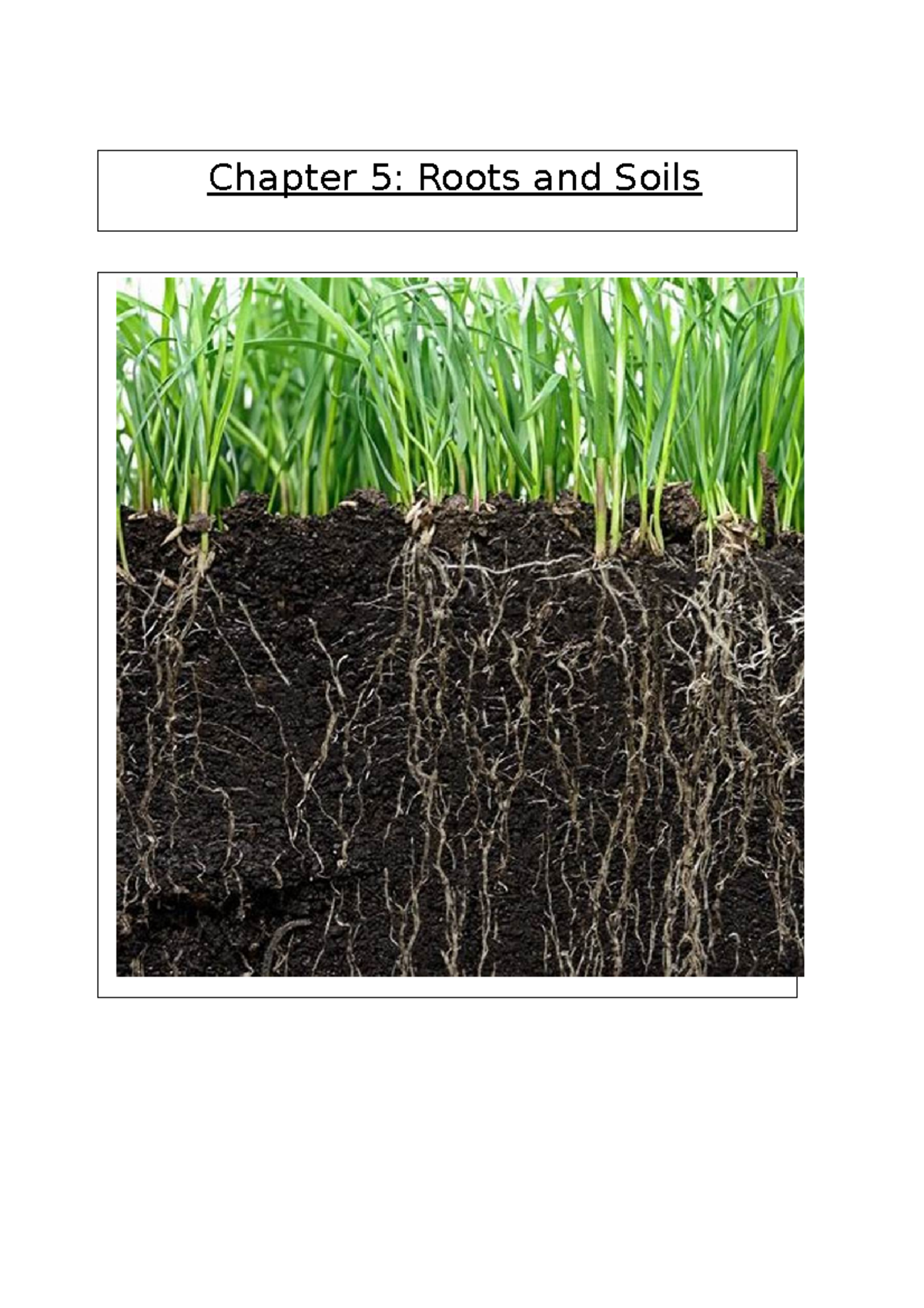 Chapter 5 roots and soils - Chapter 5: Roots and Soils How roots ...