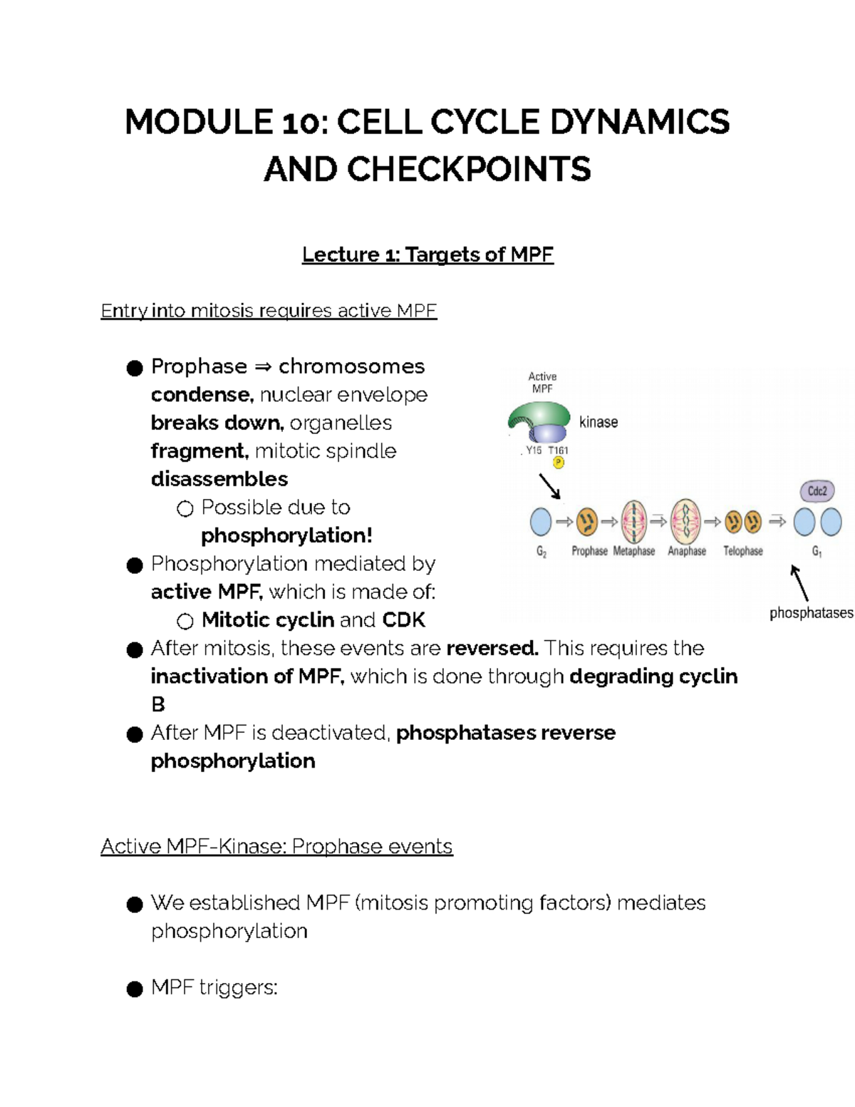 Module 10 CELL BIO - MODULE 10: CELL CYCLE DYNAMICS AND CHECKPOINTS Lecture 1: Targets of MPF ...