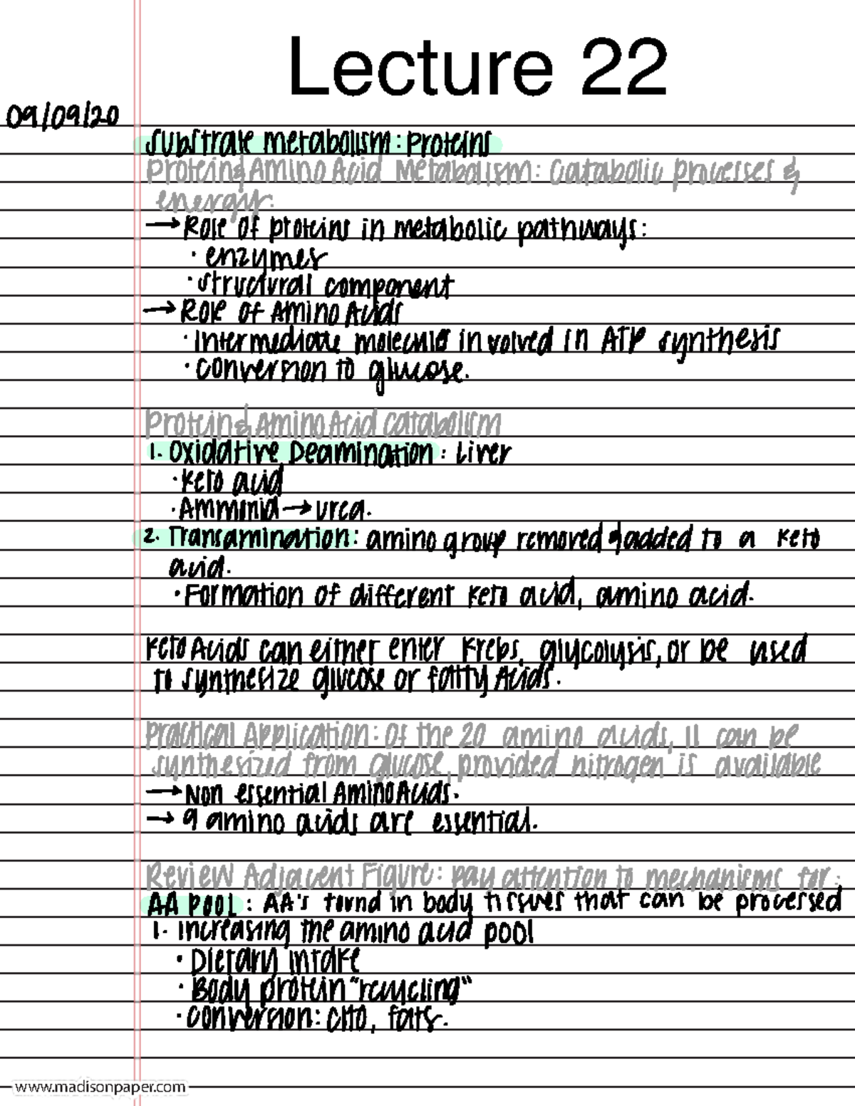 2020-Human Physiology-Lecture Notes 22 - madisonpaper Lecture 22 ...