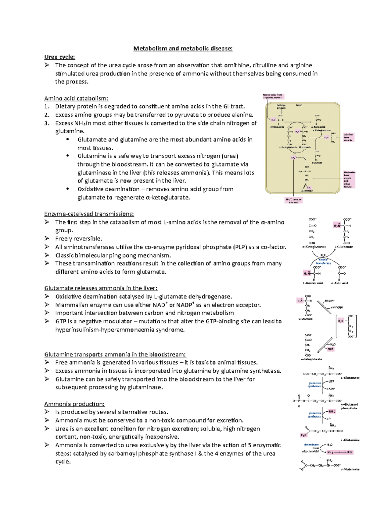 Urea cycle - Amino acid catabolism: 1. Dietary protein is degraded to ...