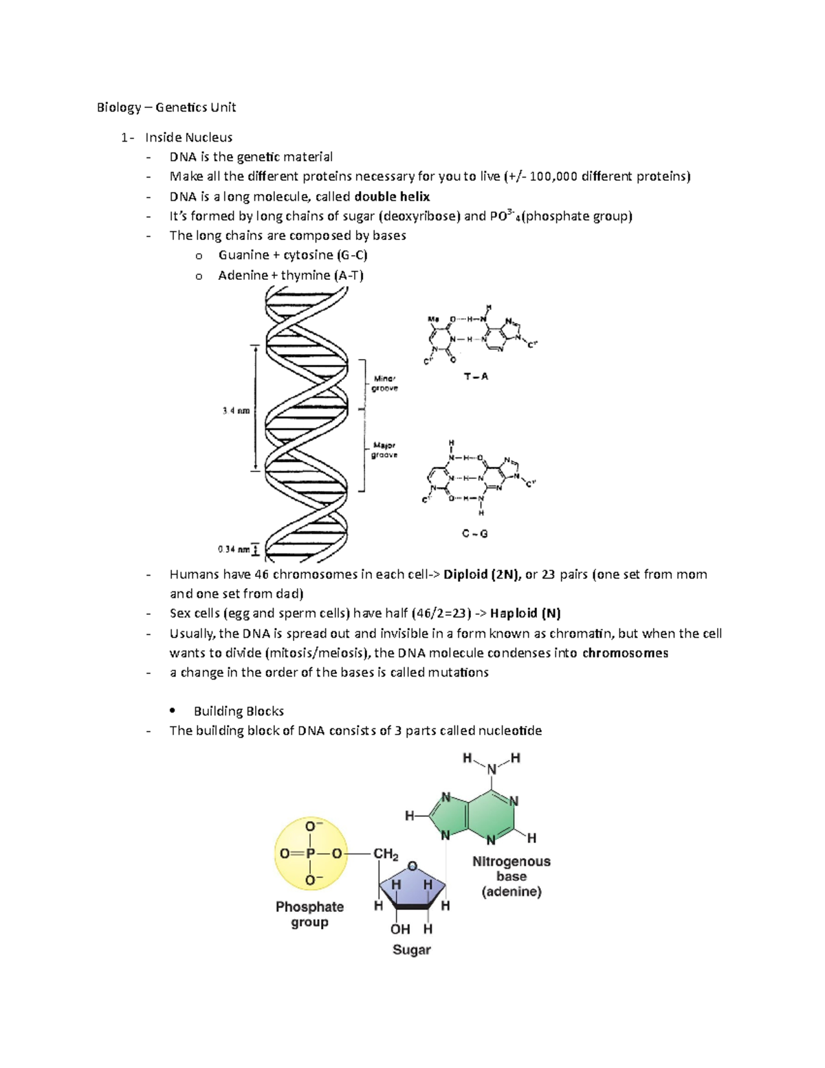 Biology - Genetics Unit - nucleus - proteins and synthesis - genetic ...