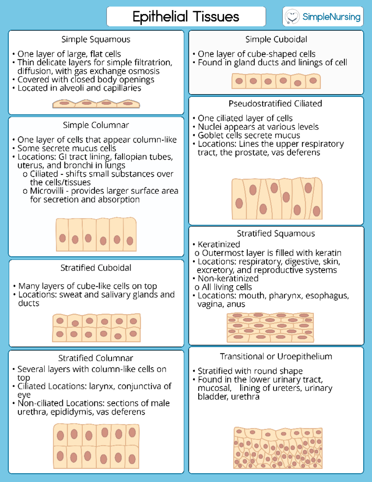 1. Epithelial tissues - Lecture - Epithelial Tissues Simple Squamous ...