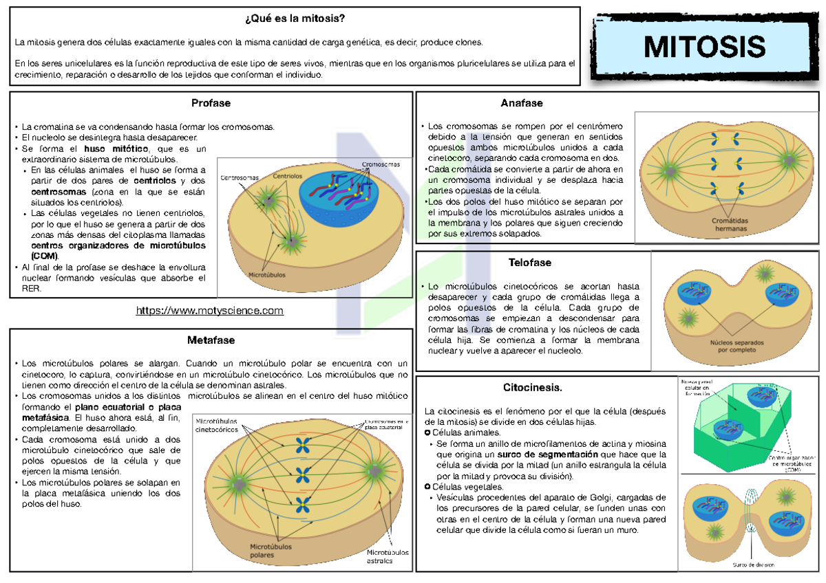 11 - Mitosis - Profase La cromatina se va condensando hasta formar los ...