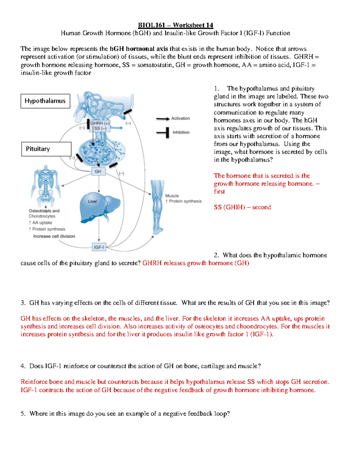 14+GH+Function copy - Practice worksheet on growth hormones - BIOL161 ...