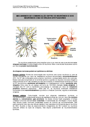 Somestesia - Anotaçoes de aula - Somestesia 07\06\ Somestesia: Ter a ...