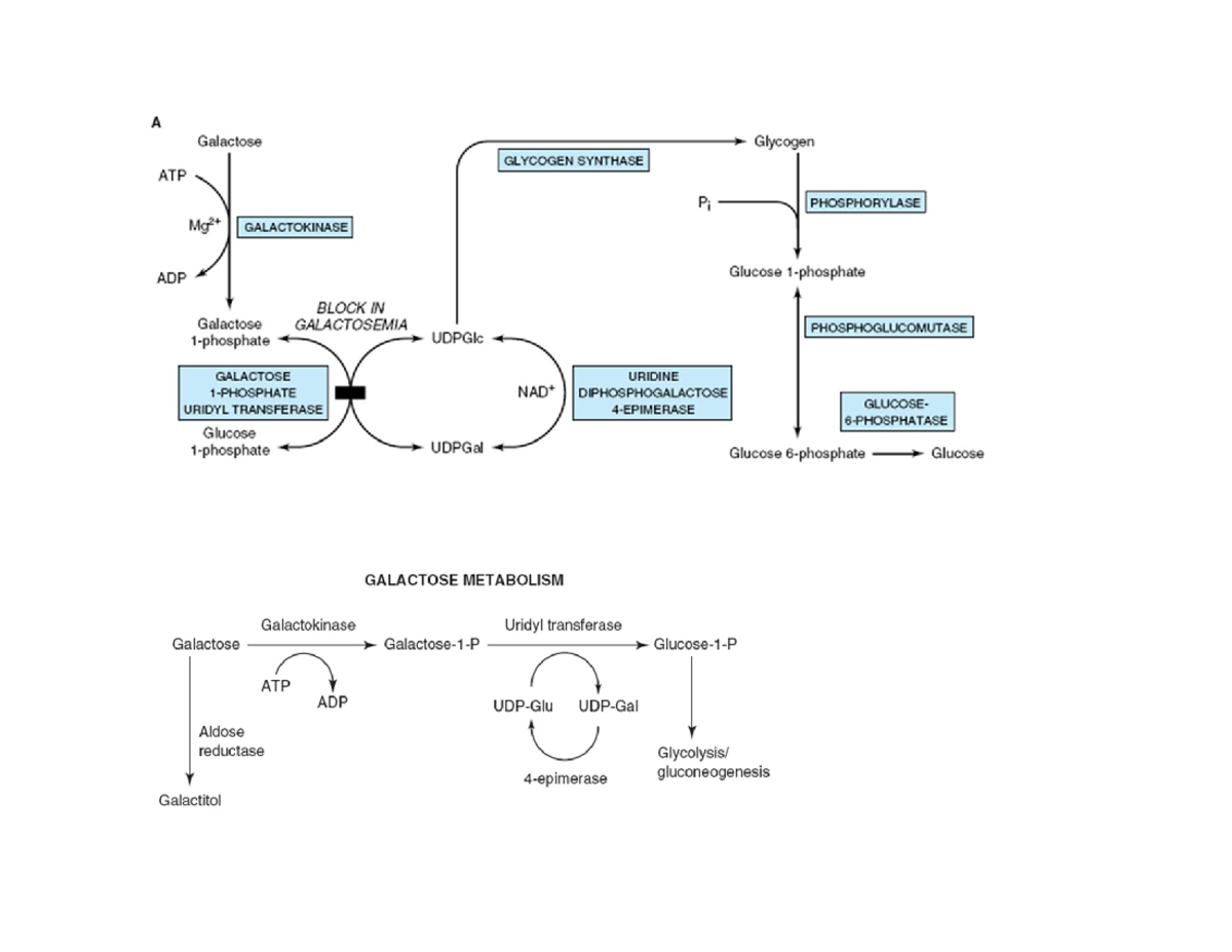 Esquemas Metabolismo Galactosa Y Fructosa - A Galactose Glycogen ...
