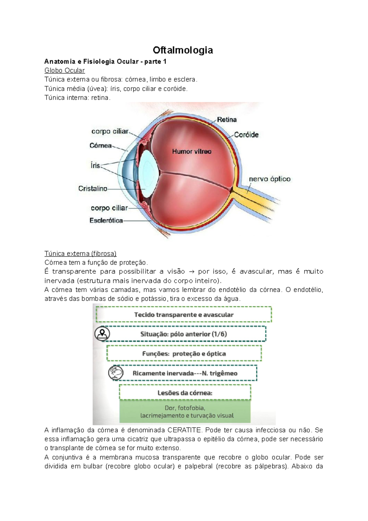 Oftalmo anatomia - Oftalmologia Anatomia e Fisiologia Ocular - parte 1 Globo Ocular Túnica ...